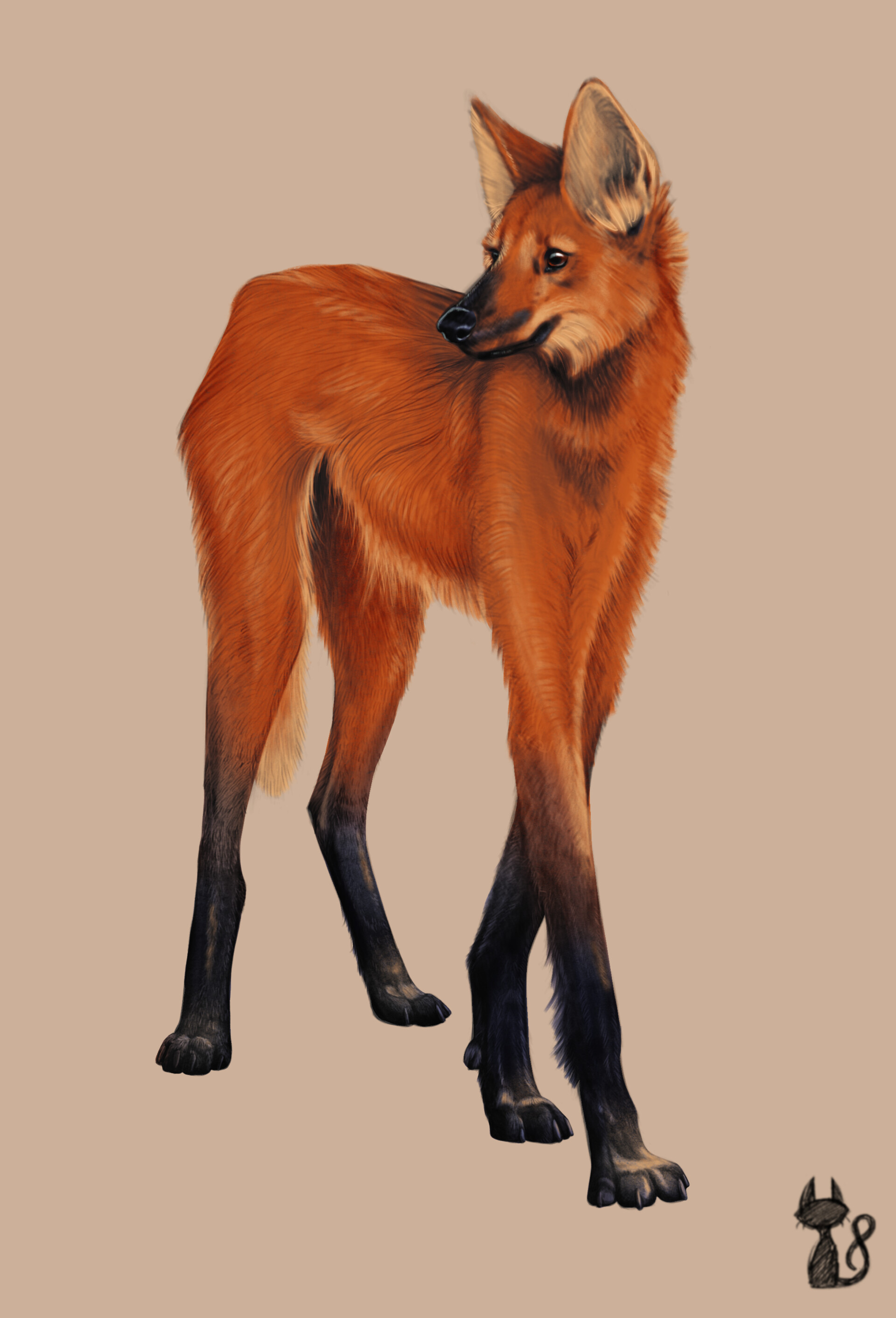 ArtStation - [STUDY] Maned Wolf