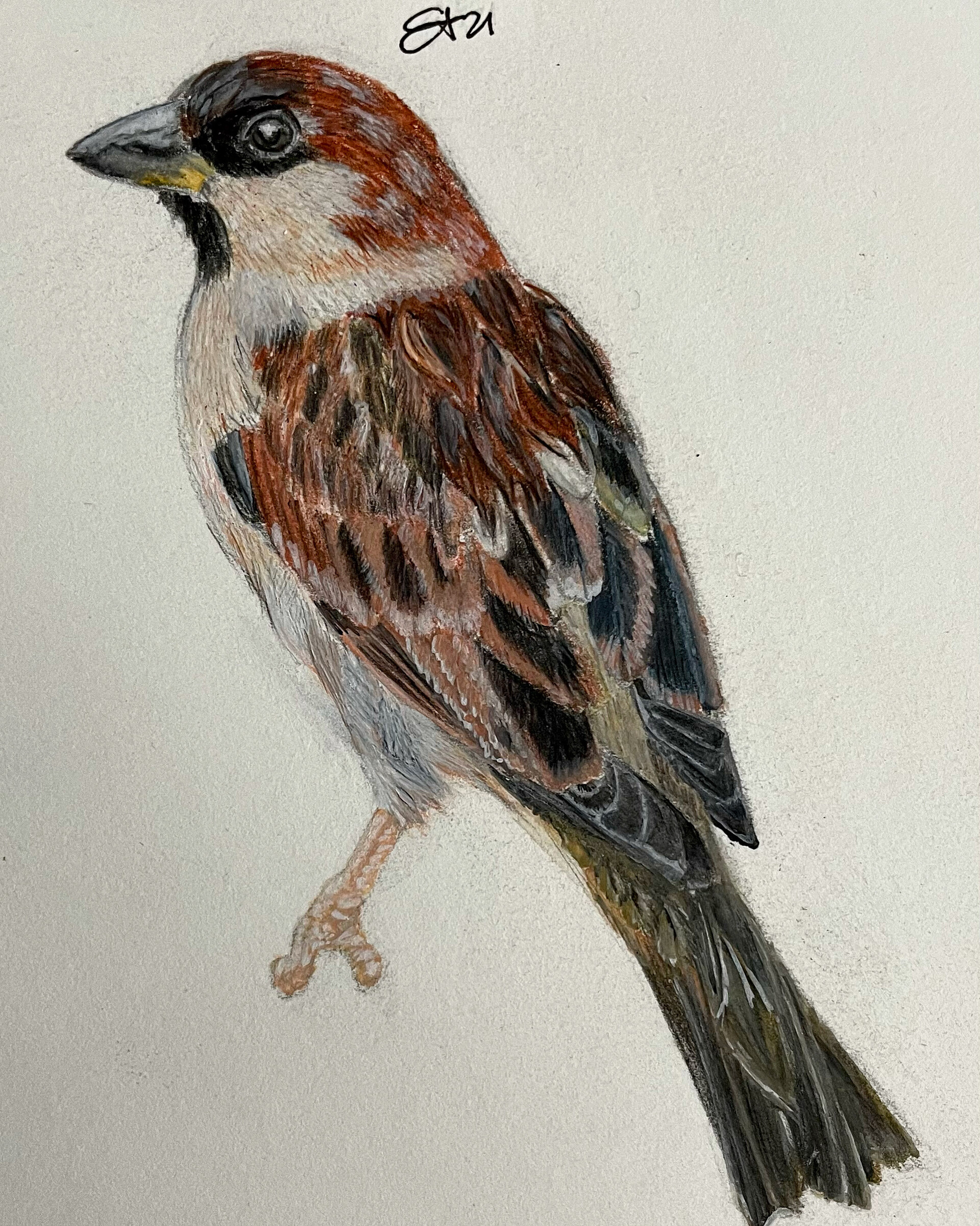 ArtStation - Passer italiae