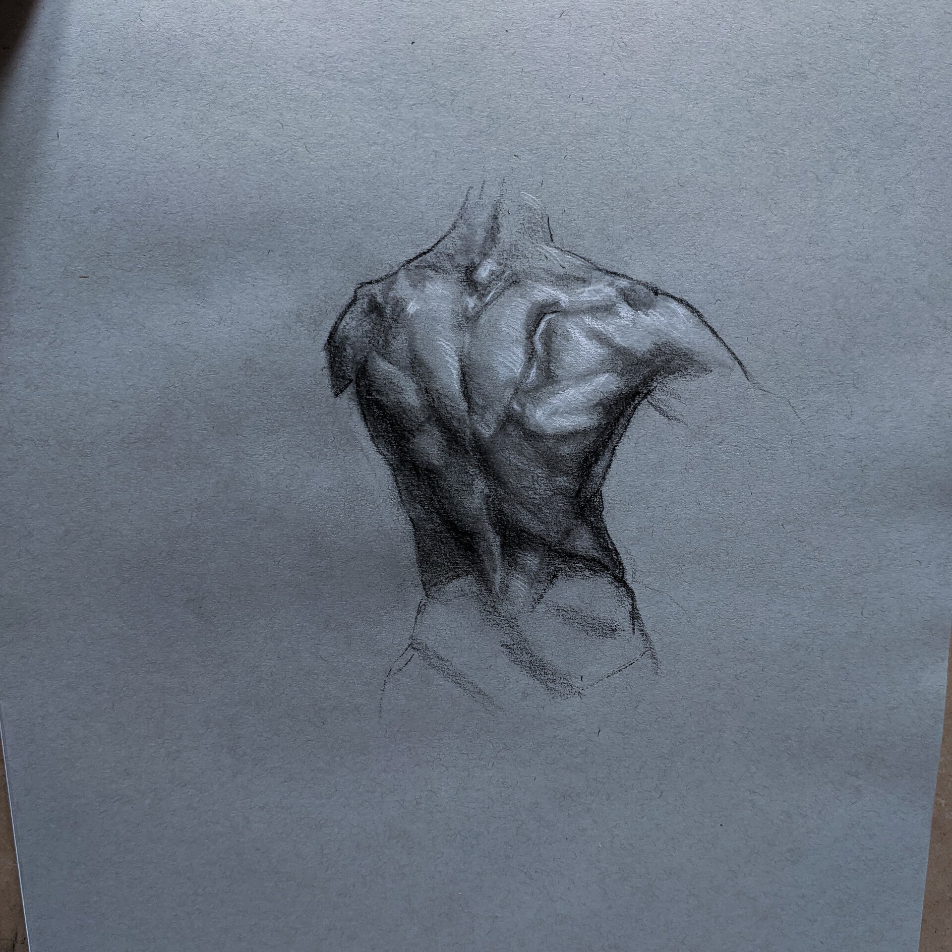 ArtStation - Analytical Back Anatomy