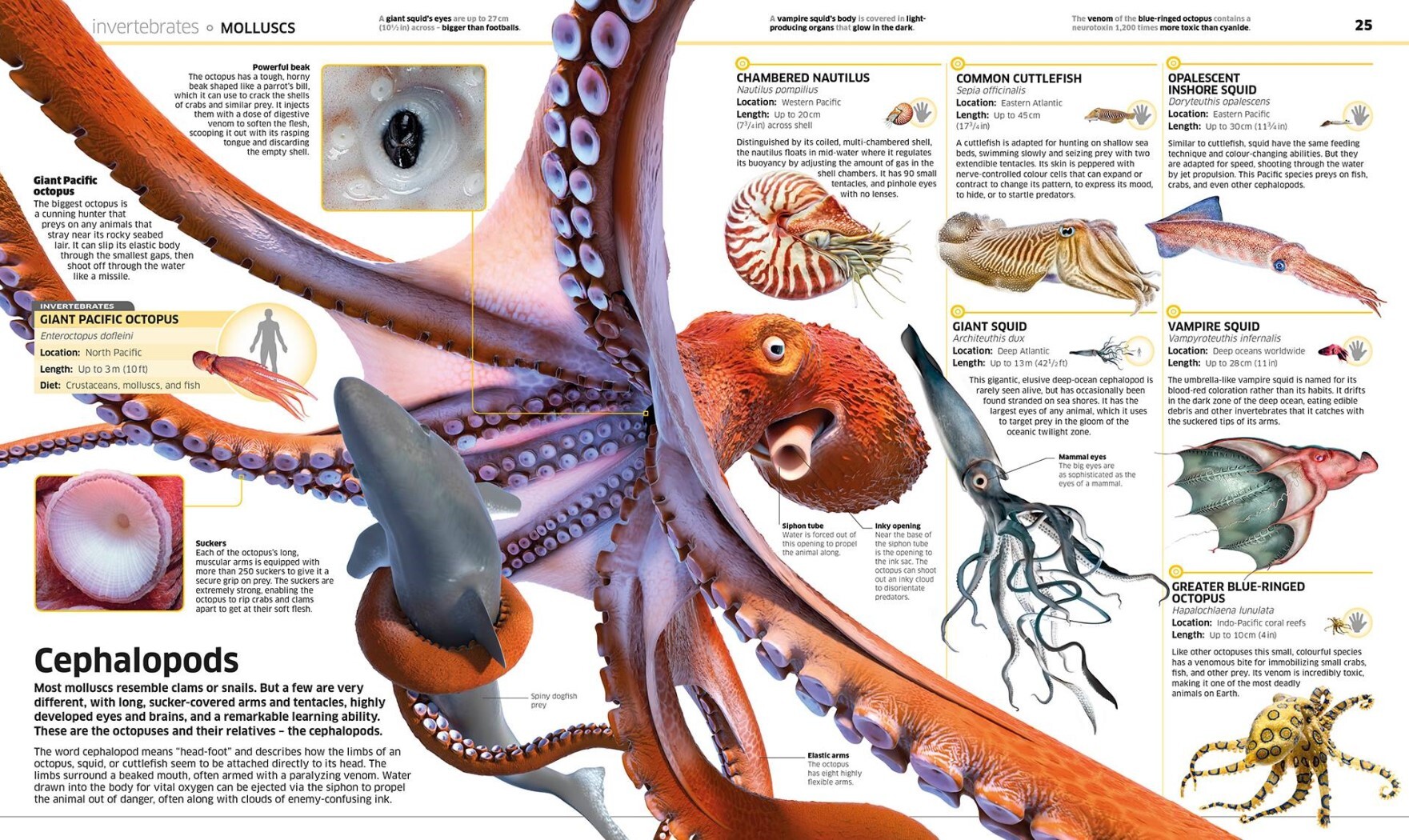 Octopus Anatomy By Bigredsharks Octopus Octopus Anatomy Dope Nopes