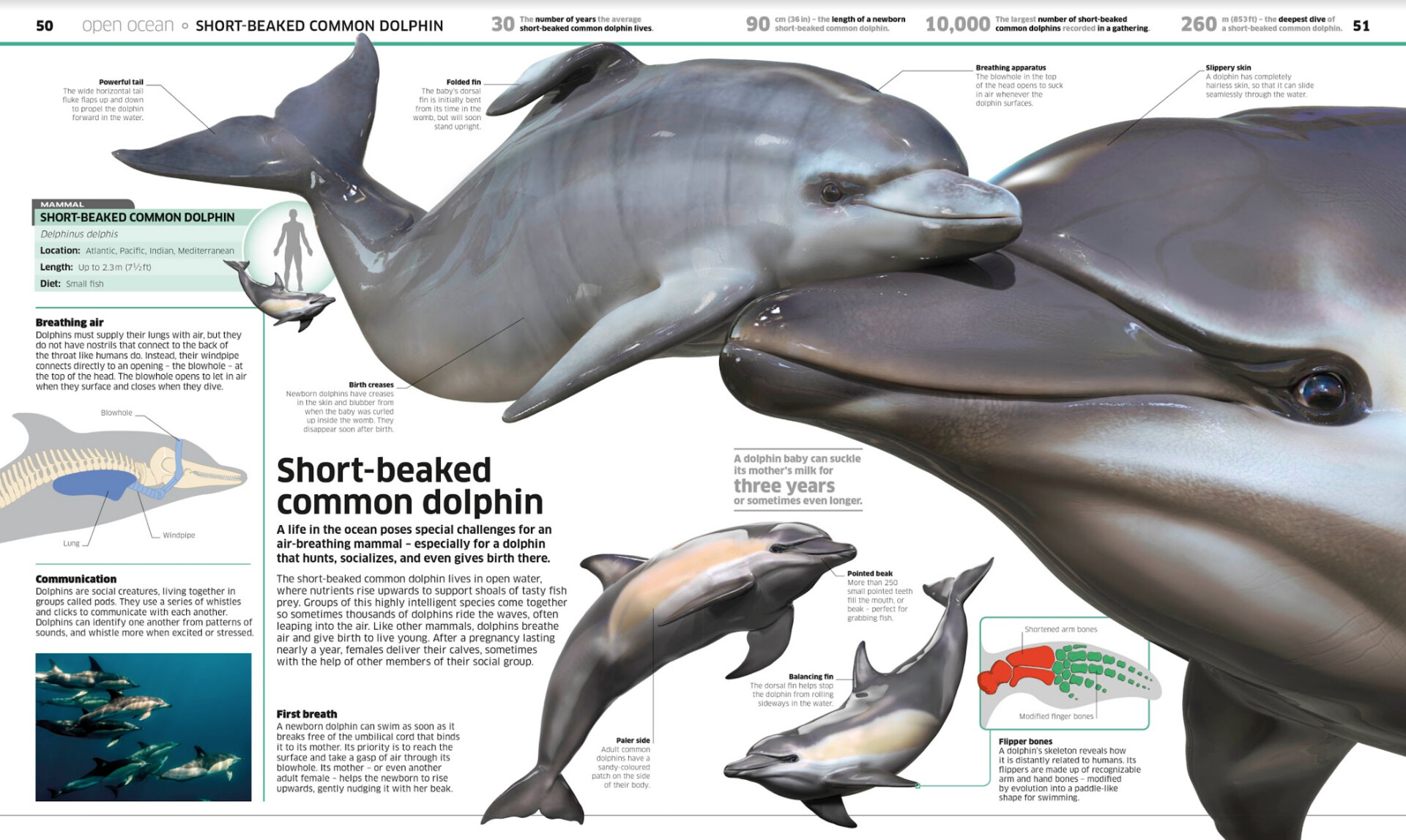 ArtStation - Ocean creatures