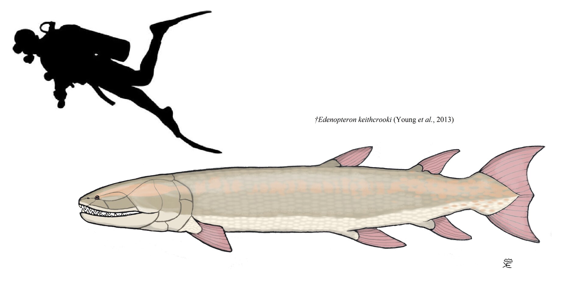 Thomas Sutton - Edenopteron keithcrooki