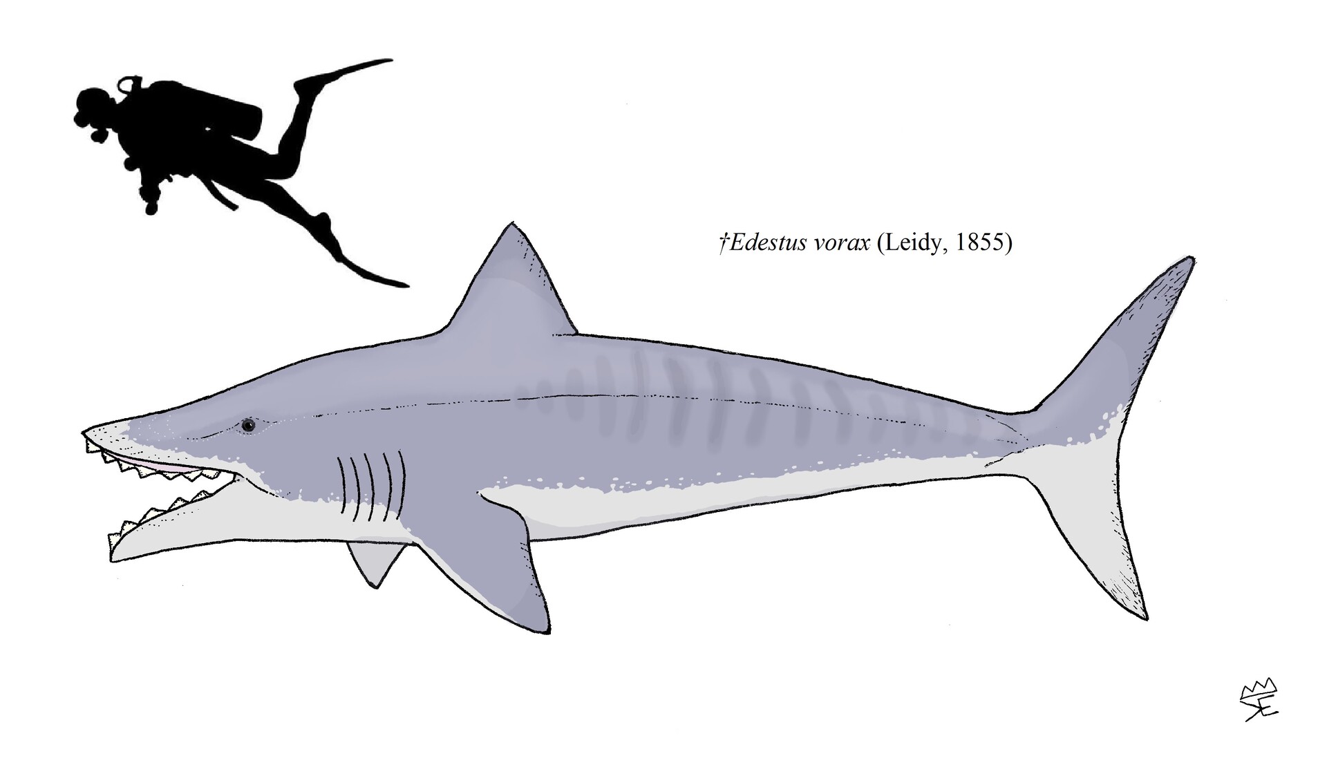 Thomas Sutton - Edestus vorax