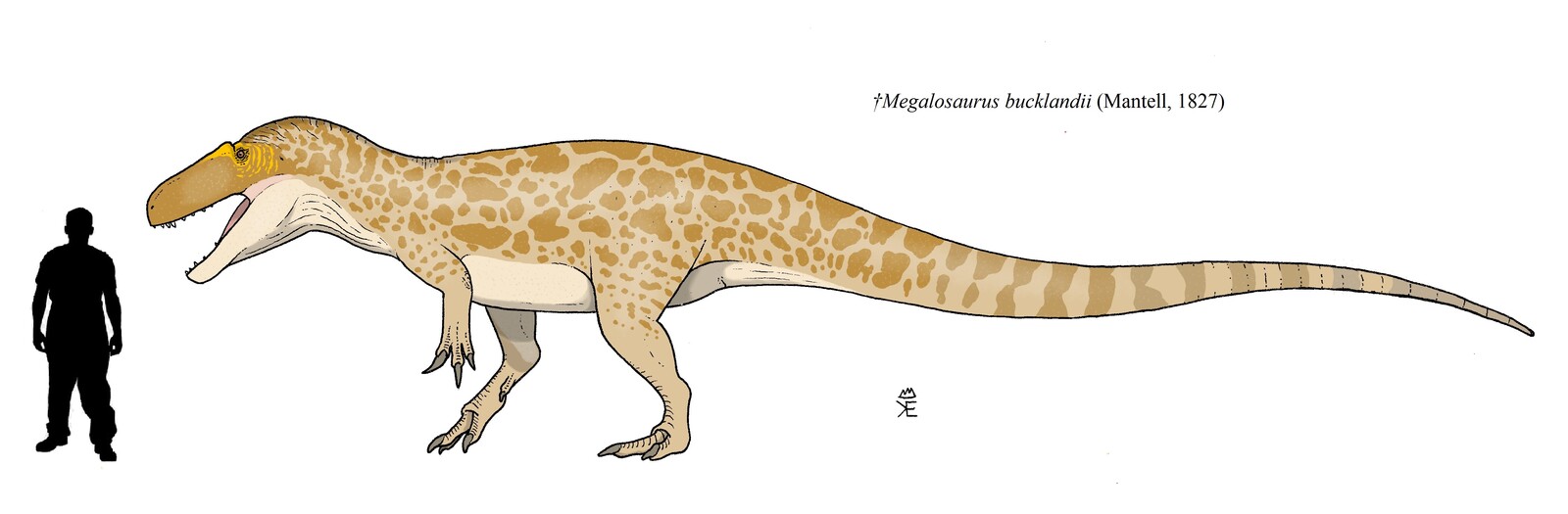 Thomas Sutton - Megalosaurus bucklandii