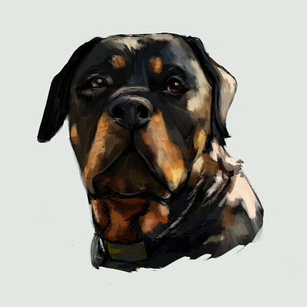 ArtStation - Rottweiler