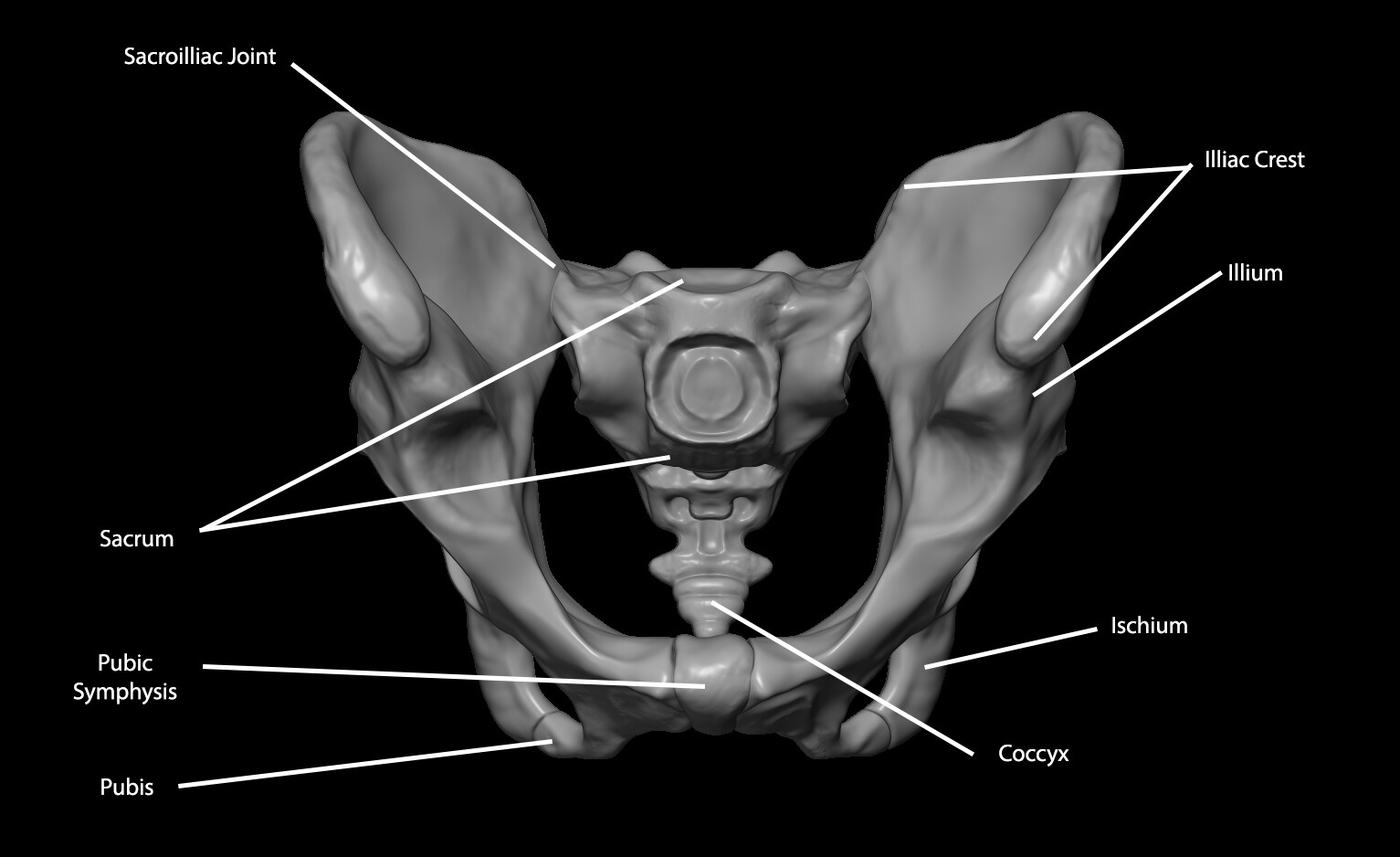 Ischium Anatomy