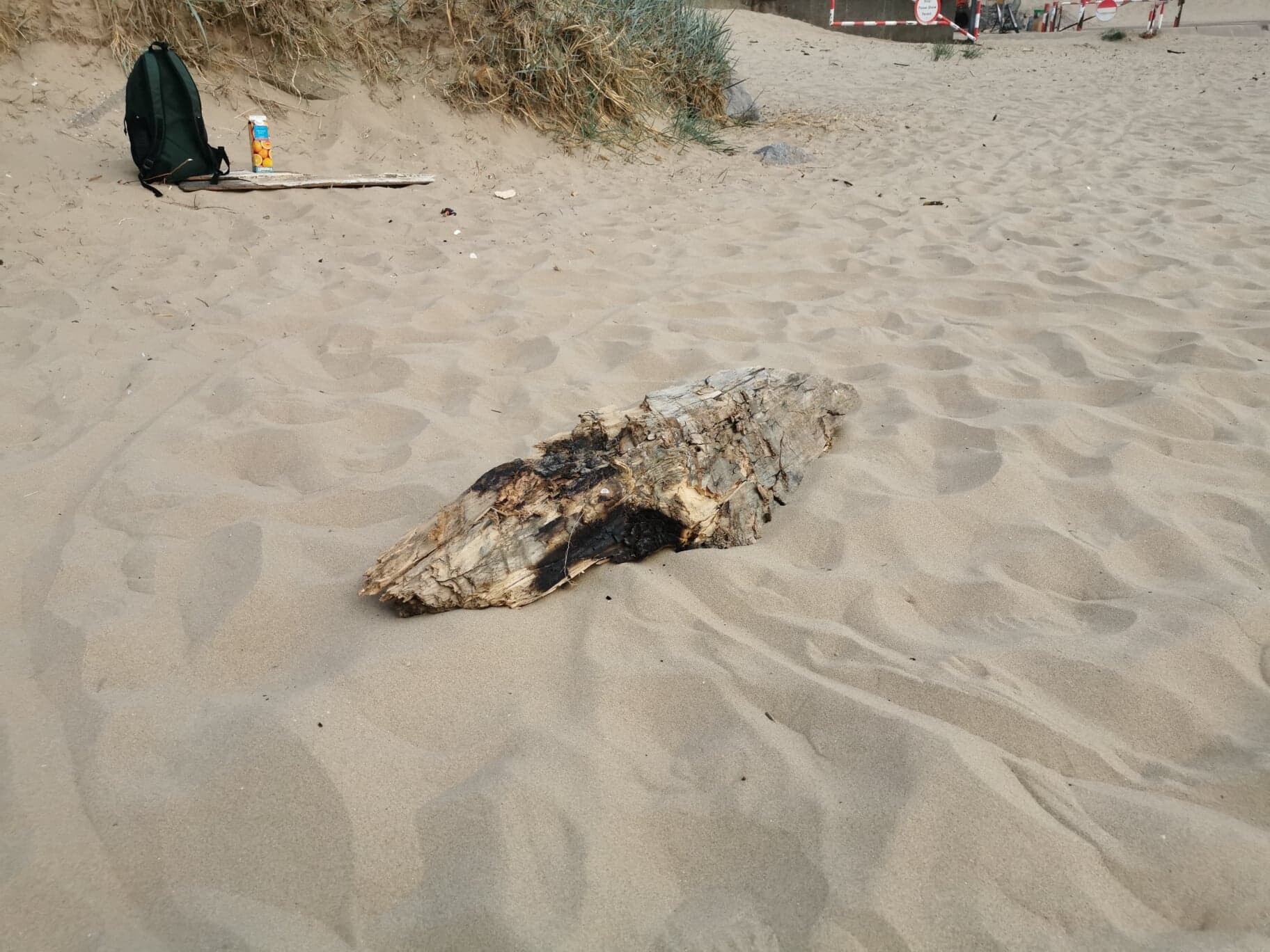 Chris Carty - Photogrammetry - Driftwood