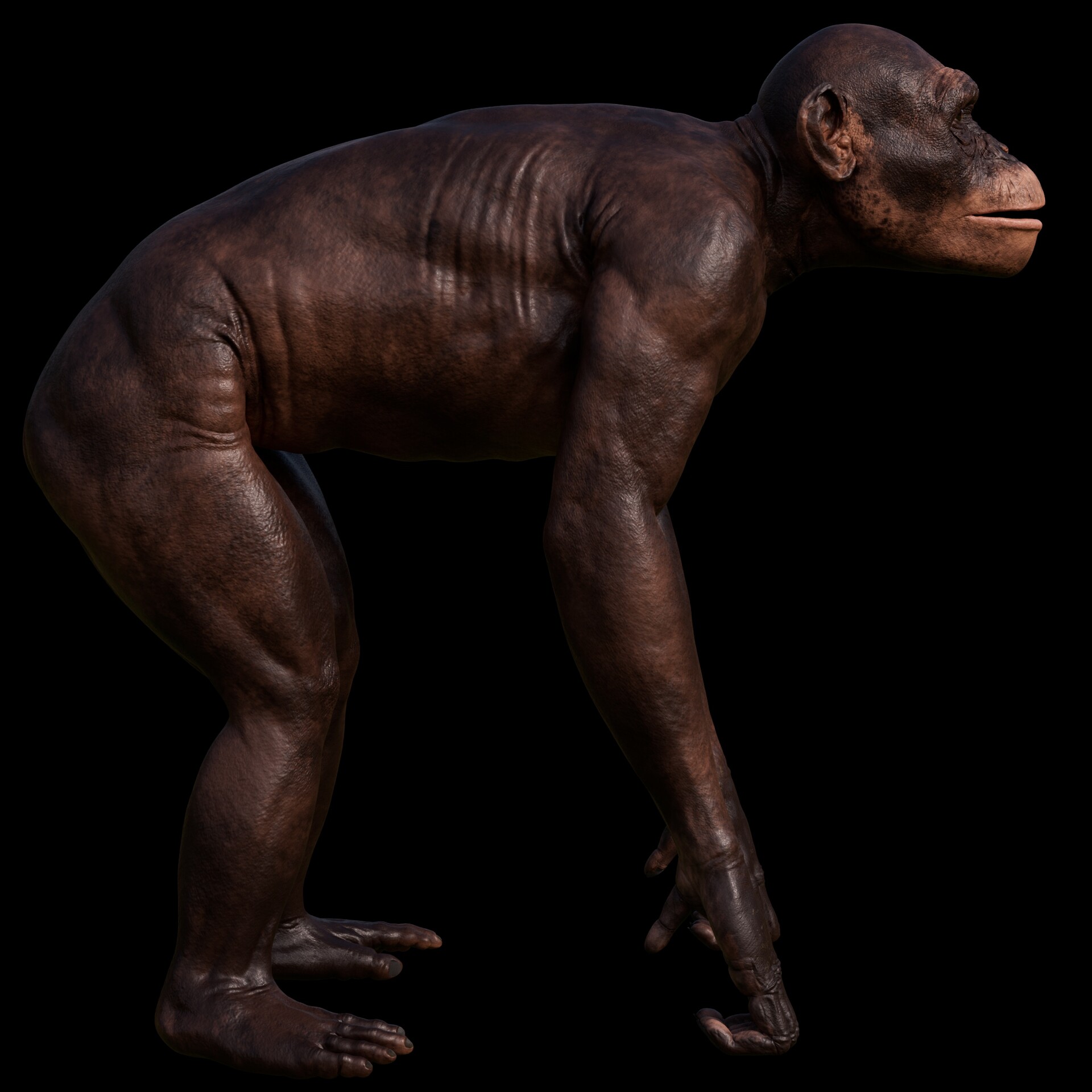 ArtStation - Chimp Creature Model