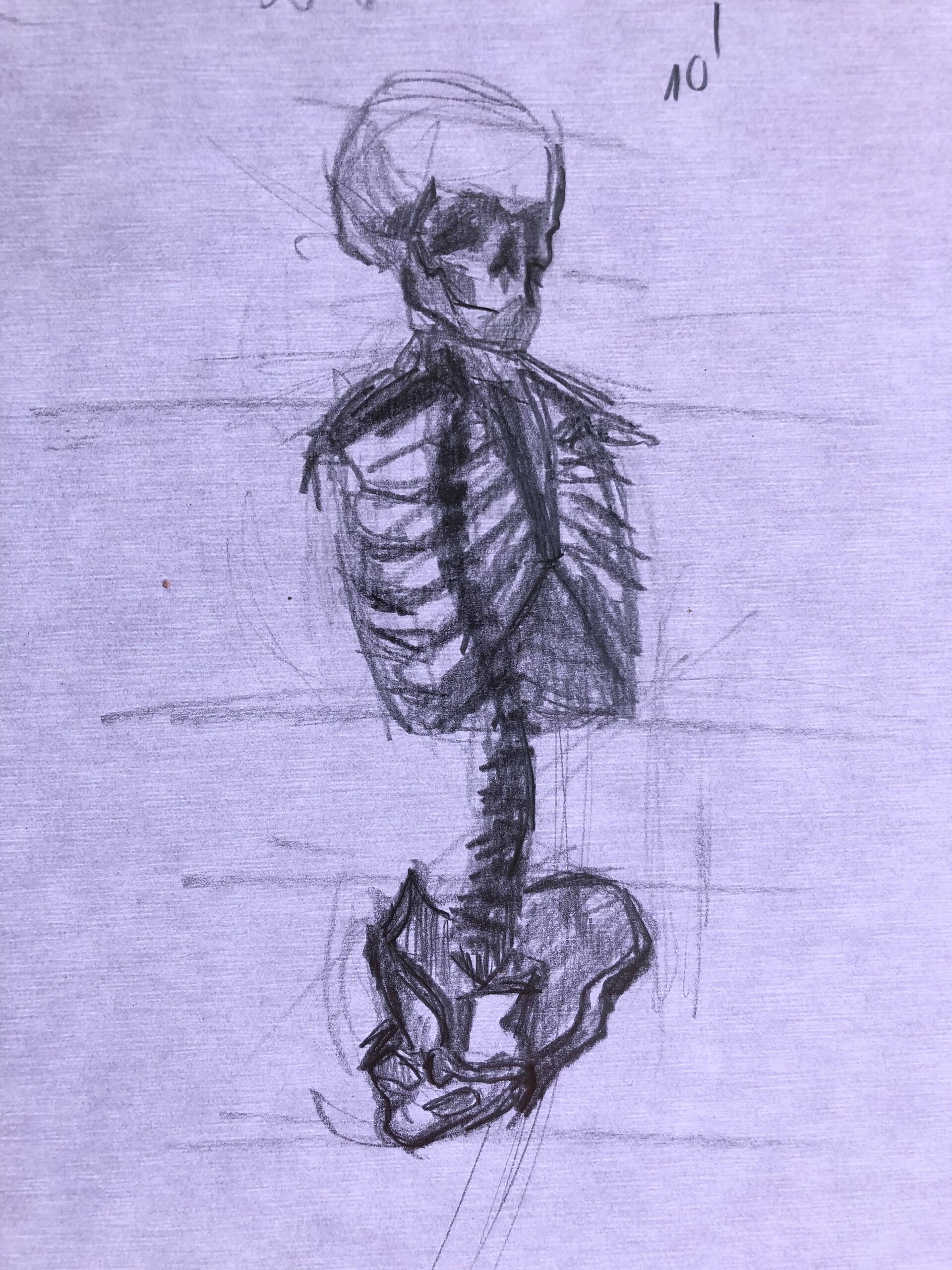 ArtStation - oldies bones study