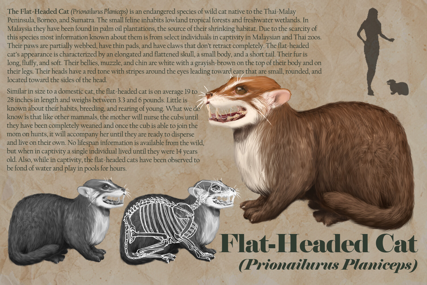 ArtStation - Flat-Headed Cat