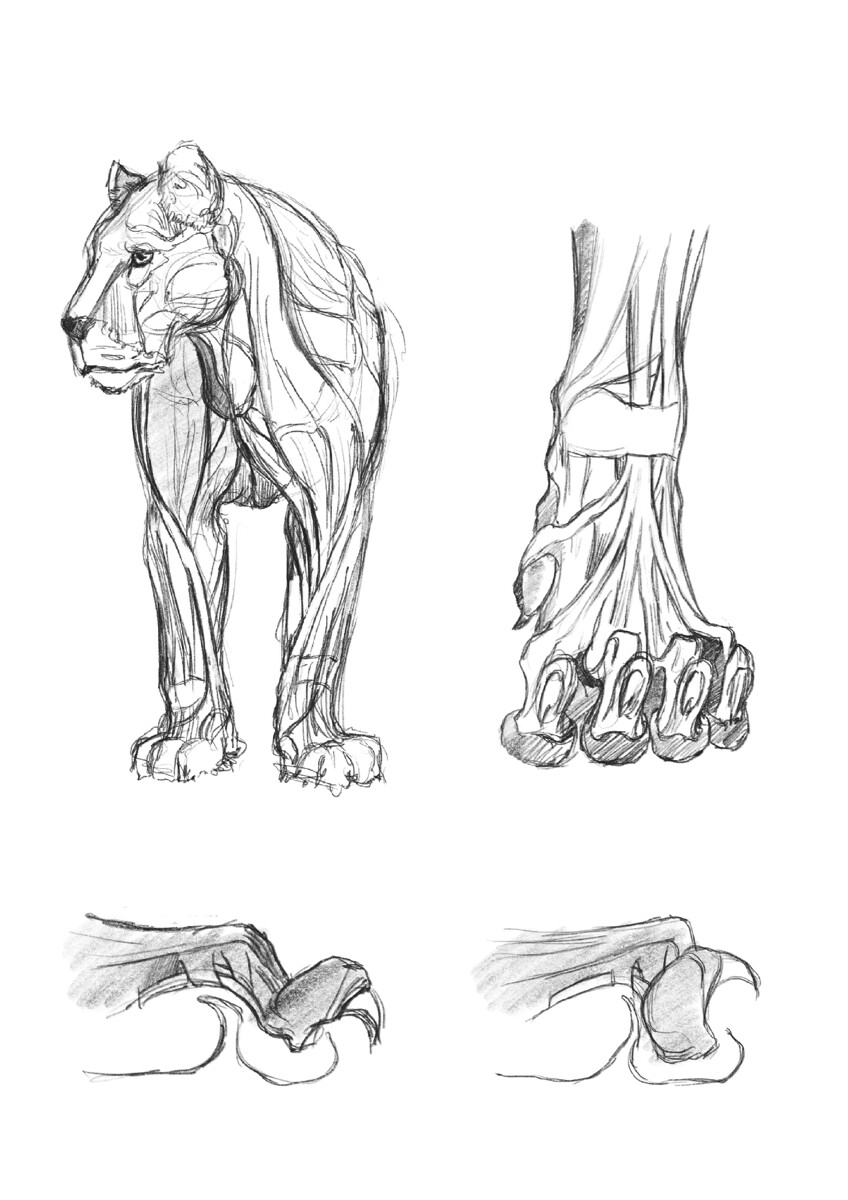 How To Draw Lion Feet