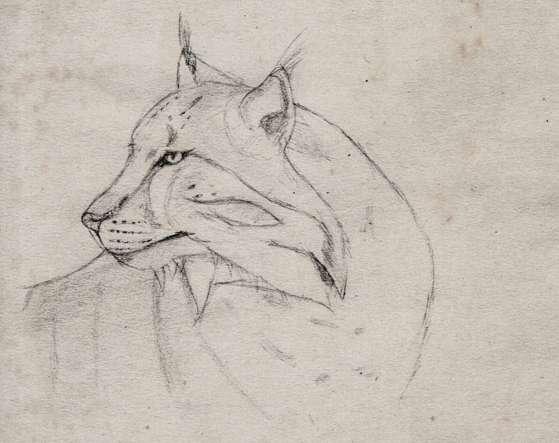 Cougar Fighting Wolf Pencil Sketch