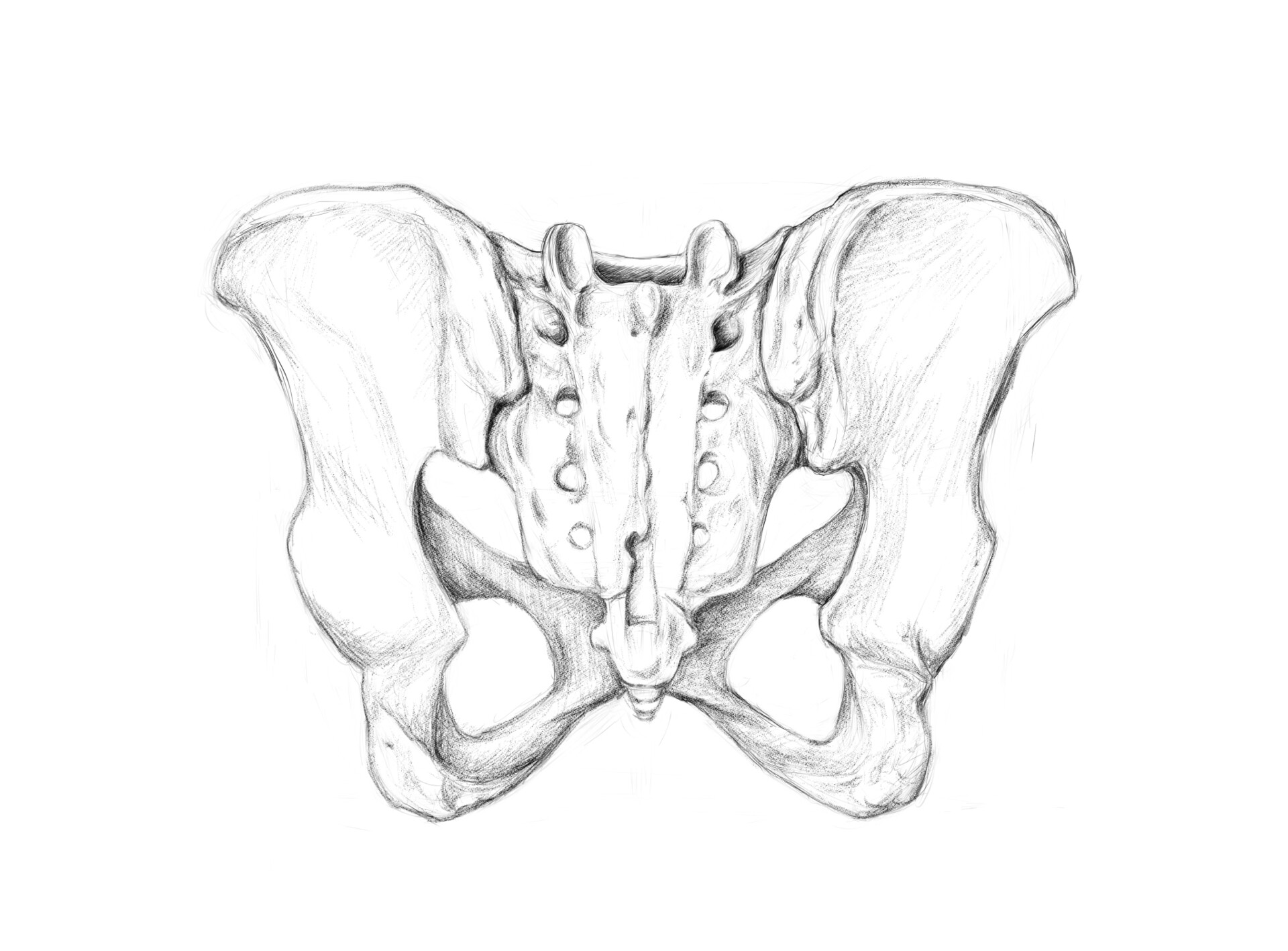 ArtStation - pelvis (back)
