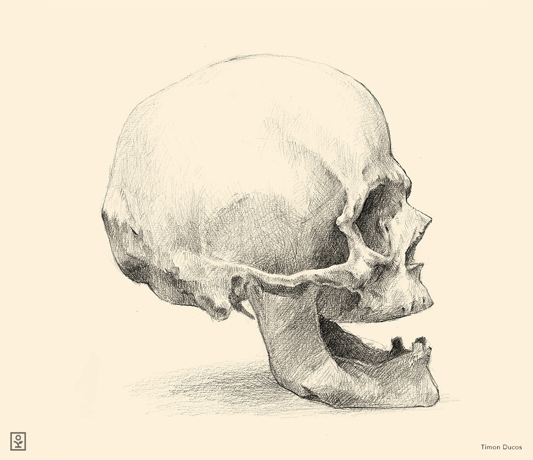 Timon Ducos - Skulls studies - male human skull