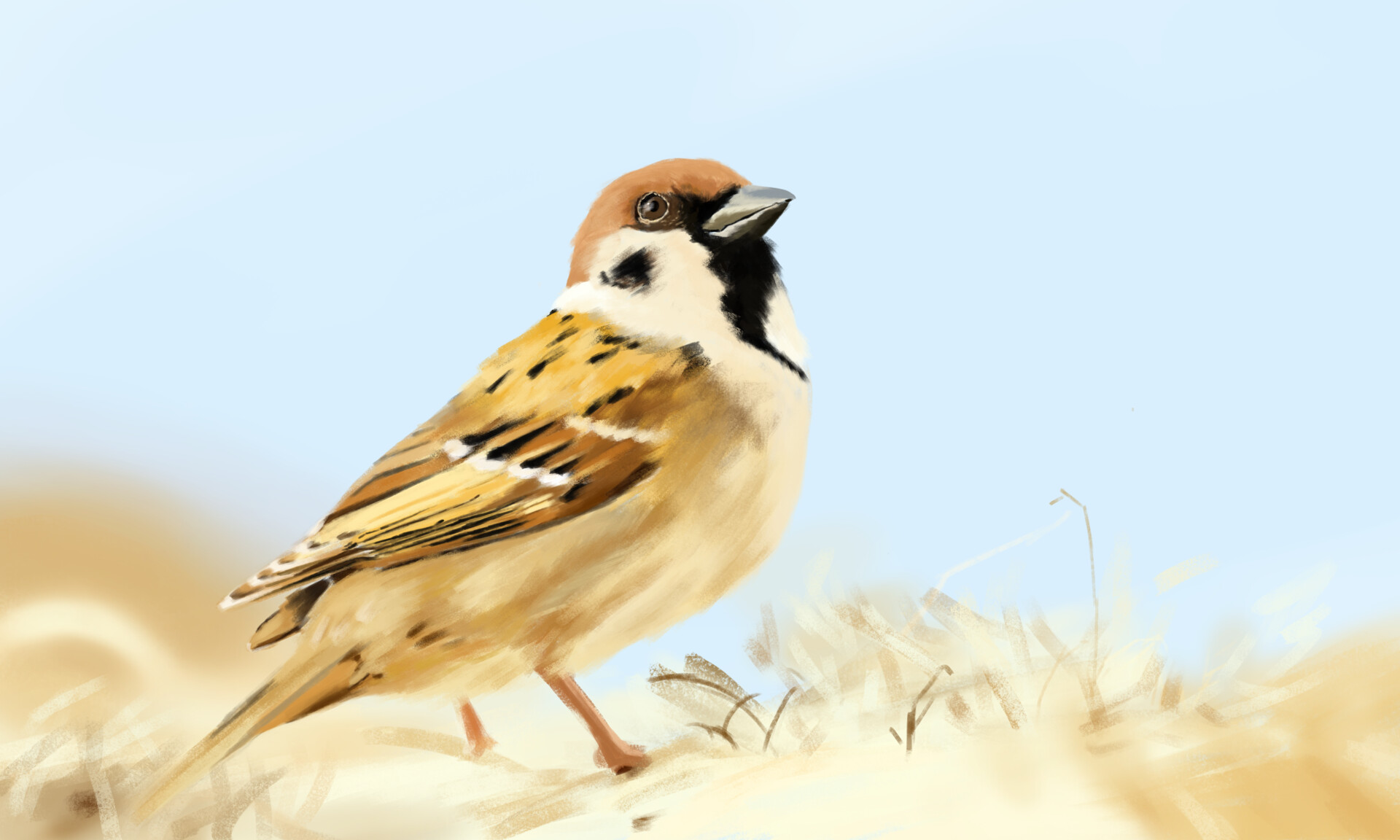ArtStation - sparrow
