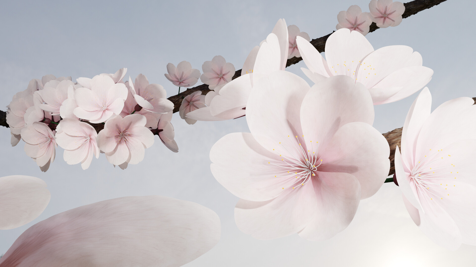 ArtStation - cherry blossom tree model