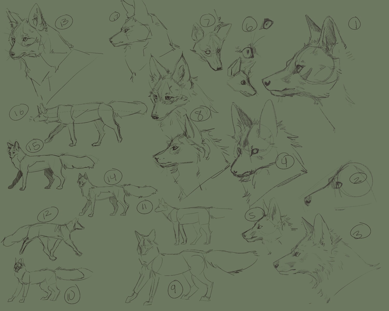ArtStation - Fox studies