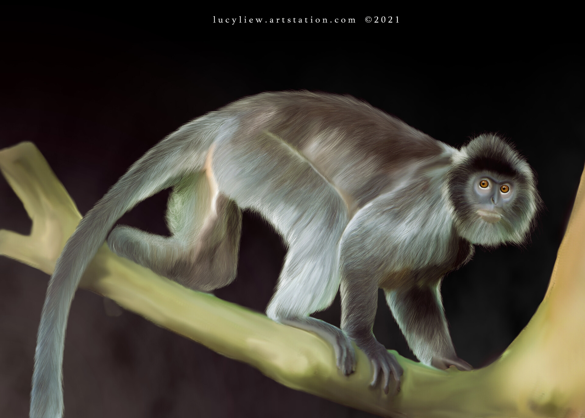 lucy liew - Presbytis cristata