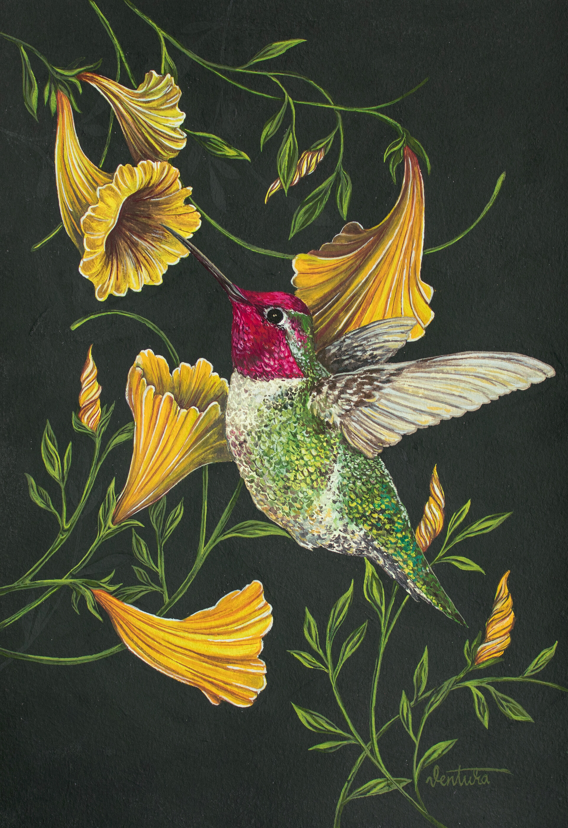 ArtStation - Hummingbird