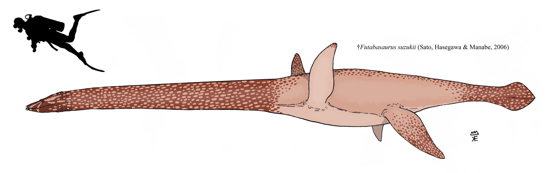 Thomas Sutton - Futabasaurus suzukii