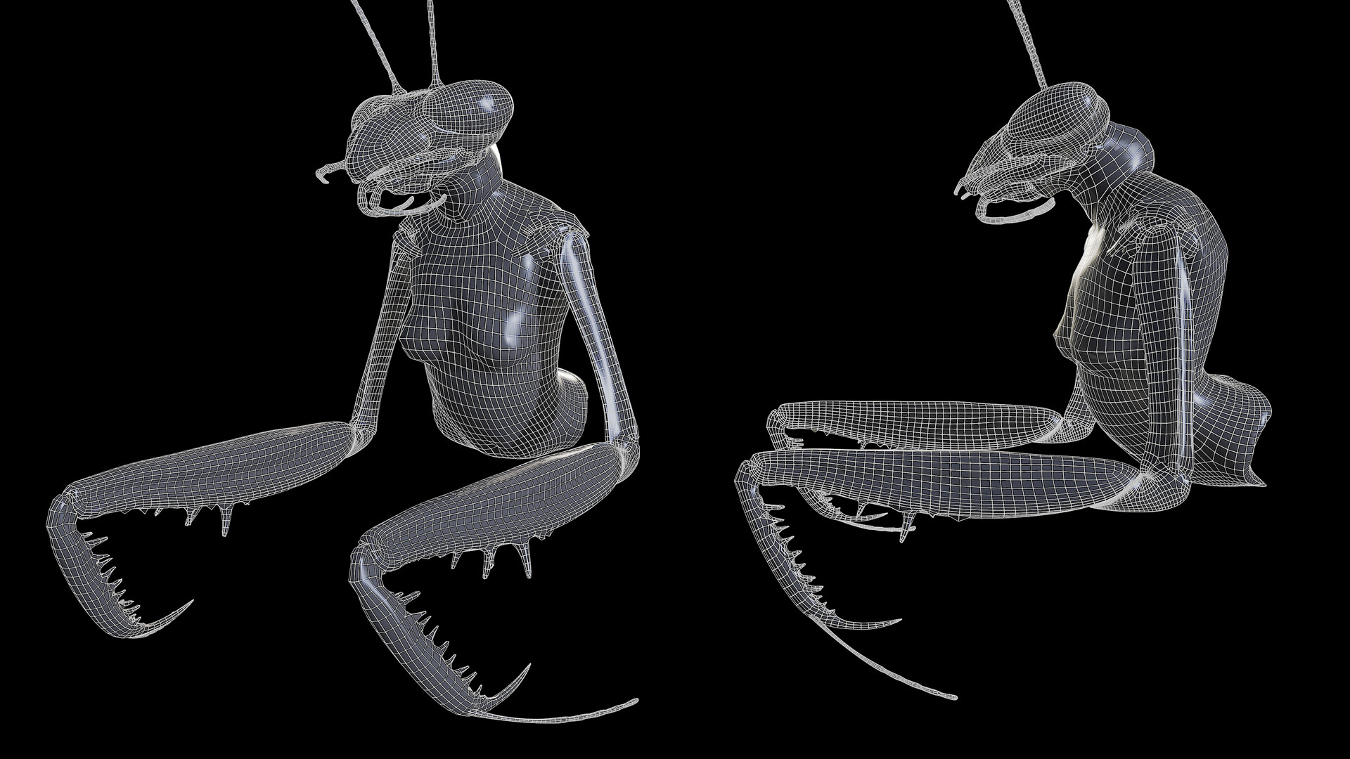 mathieu fournier - Human Mantis