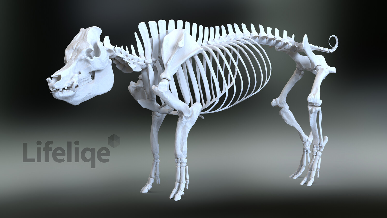 Roman Mrazek - Pig male skeletal anatomy