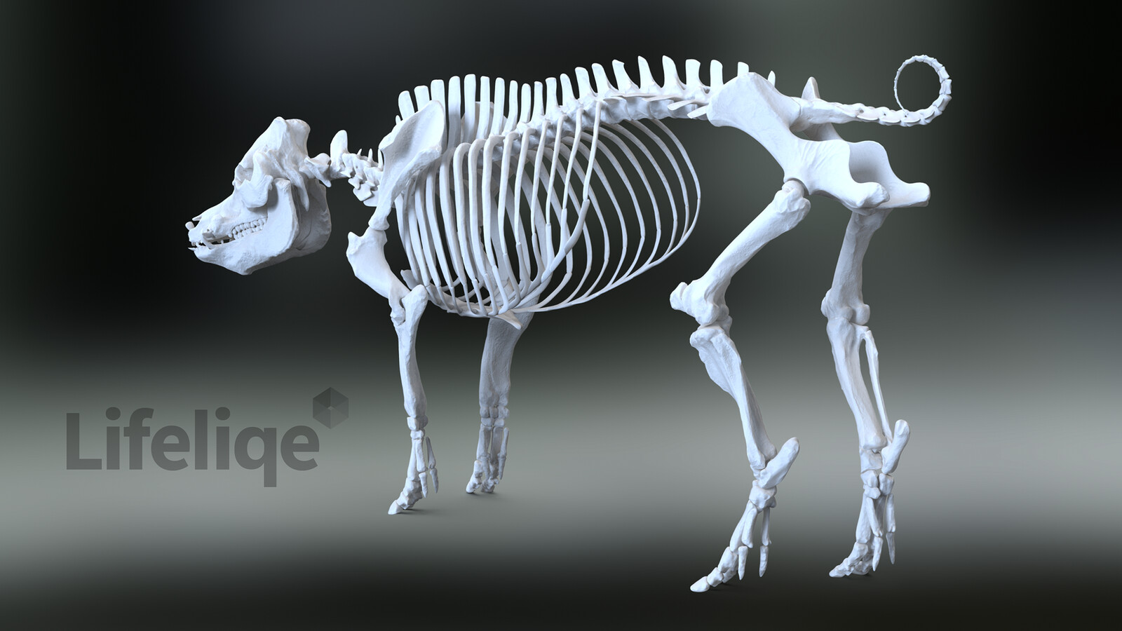 Roman Mrazek - Pig male skeletal anatomy