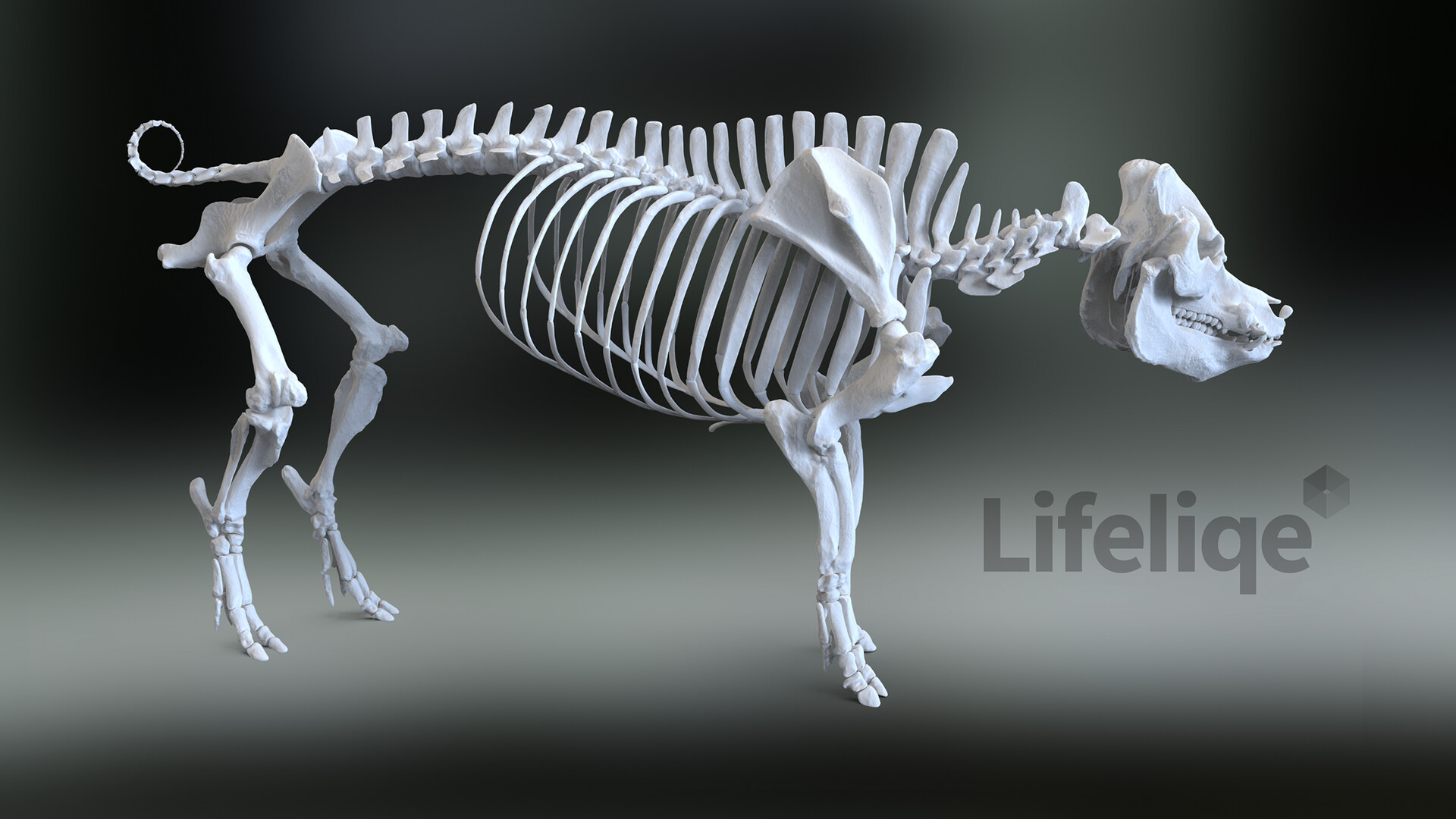 Roman Mrazek - Pig male skeletal anatomy