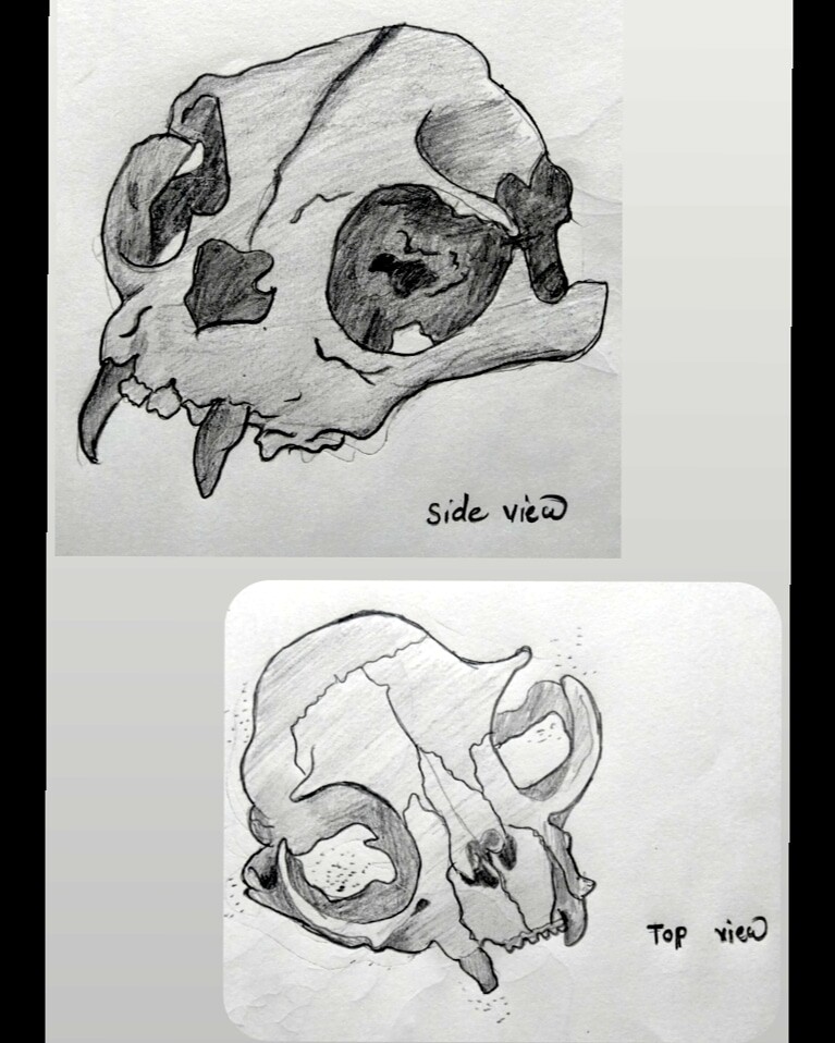 ArtStation - Animal skull 💀👻