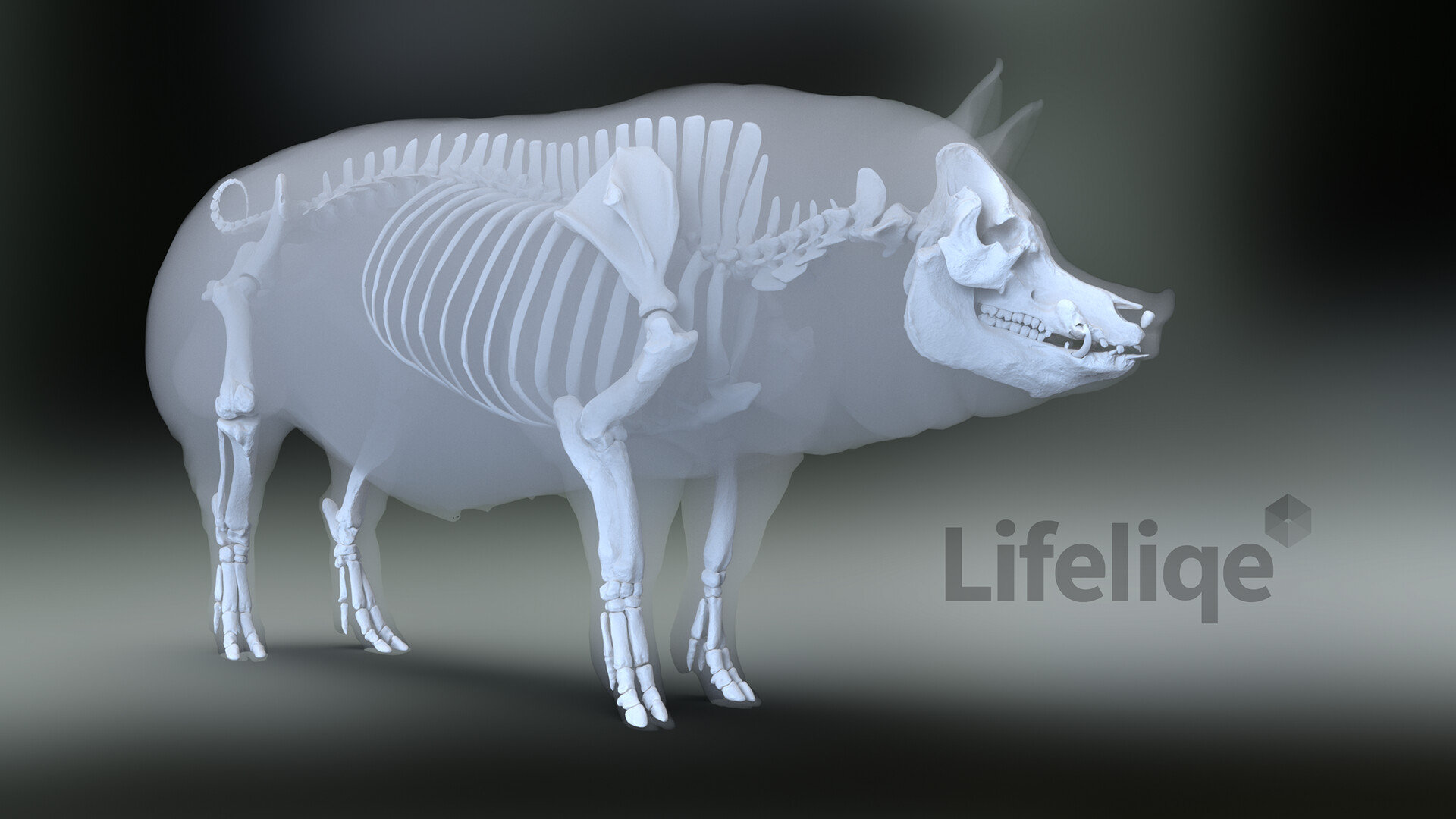 Roman Mrazek - Pig male skeletal anatomy