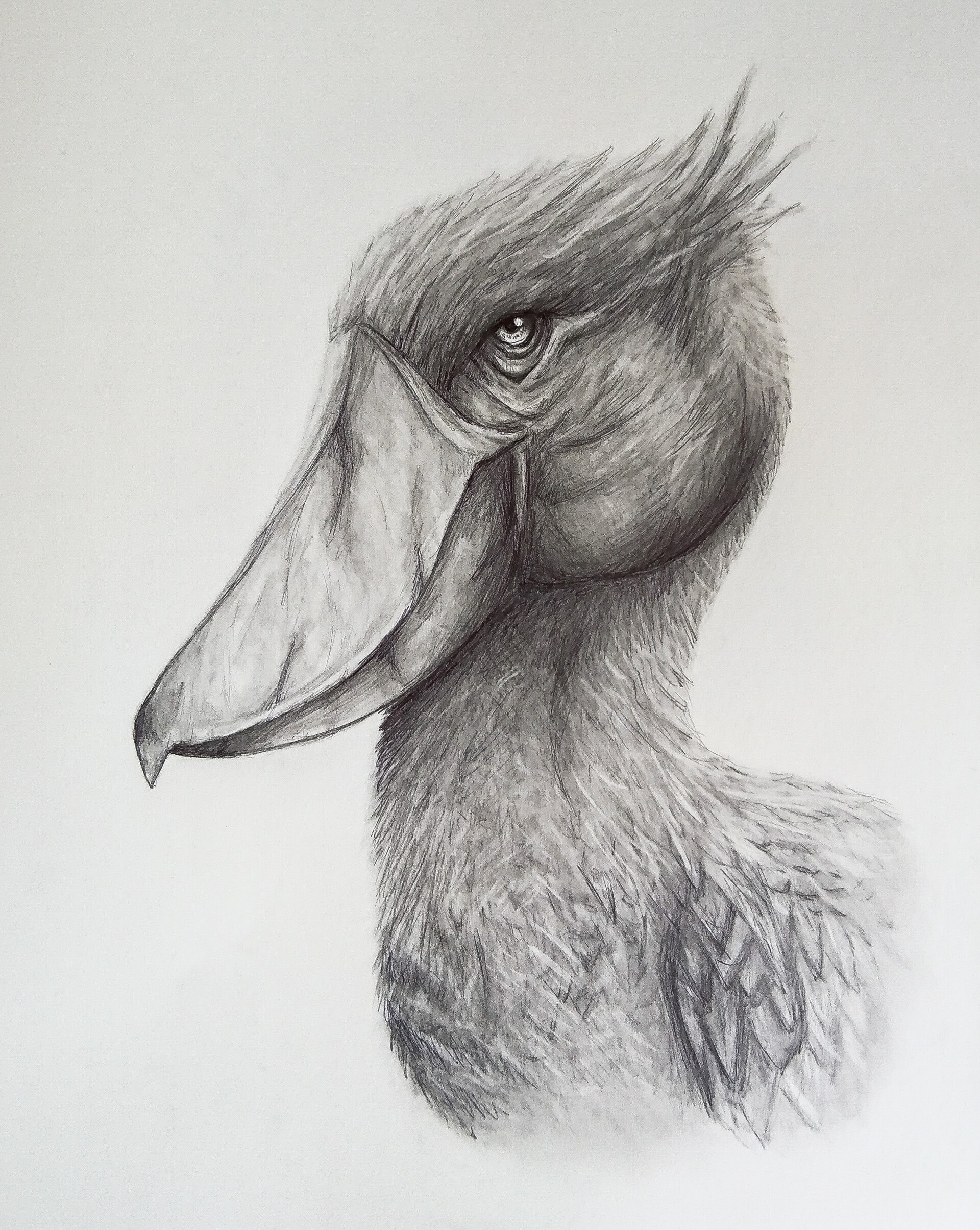 ArtStation - The Shoebill Stork
