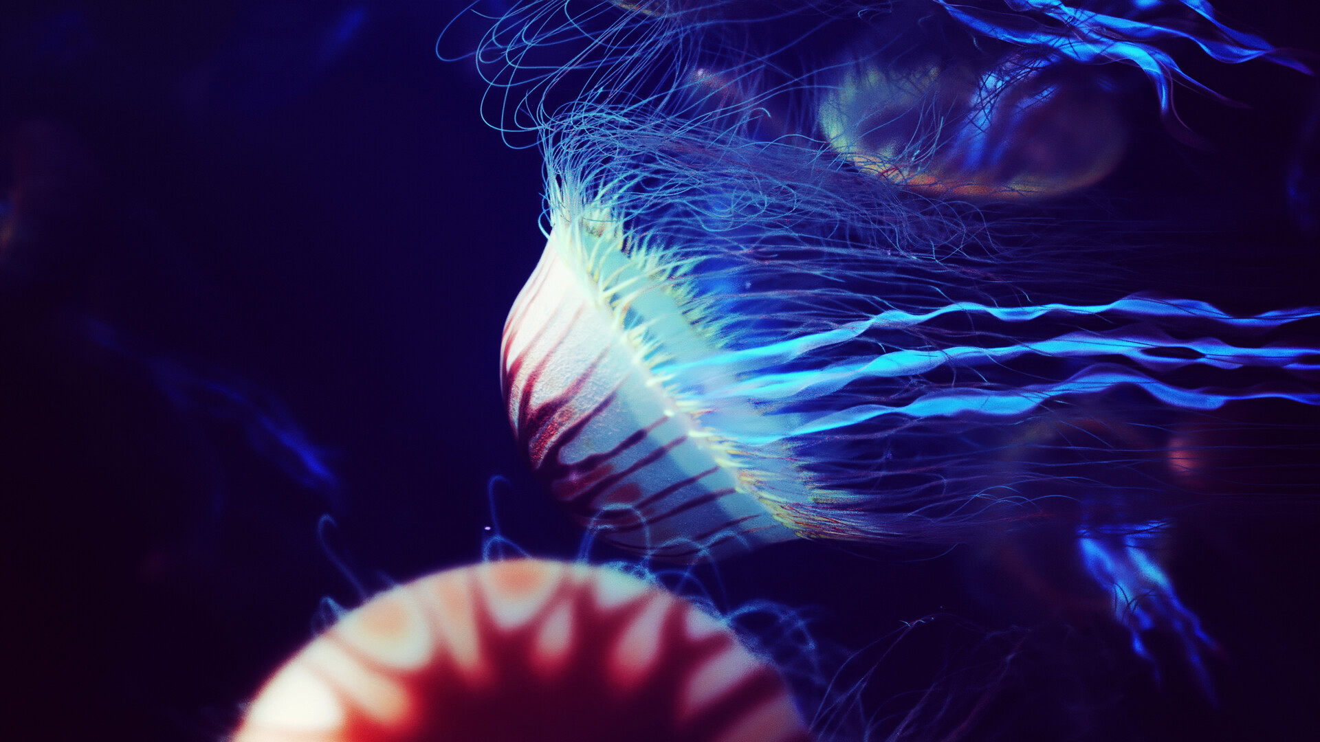 Arcane Polygon - Jellyfish Animation