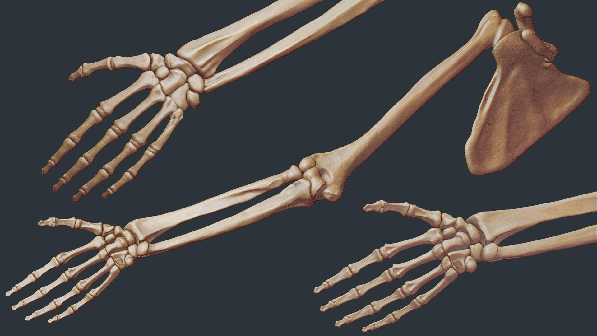 Conor Jordan - Male Human Skeleton