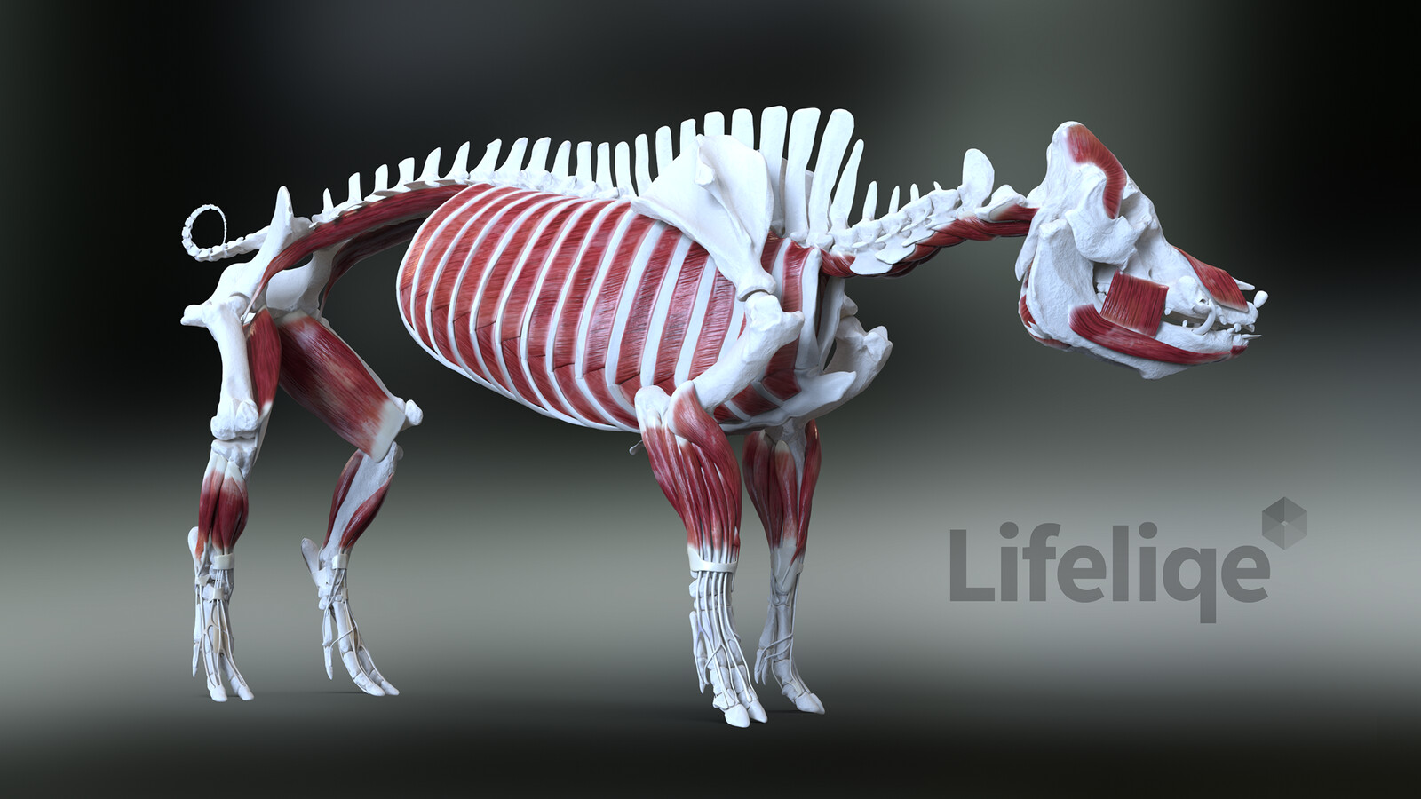 Roman Mrazek - Pig male muscle anatomy