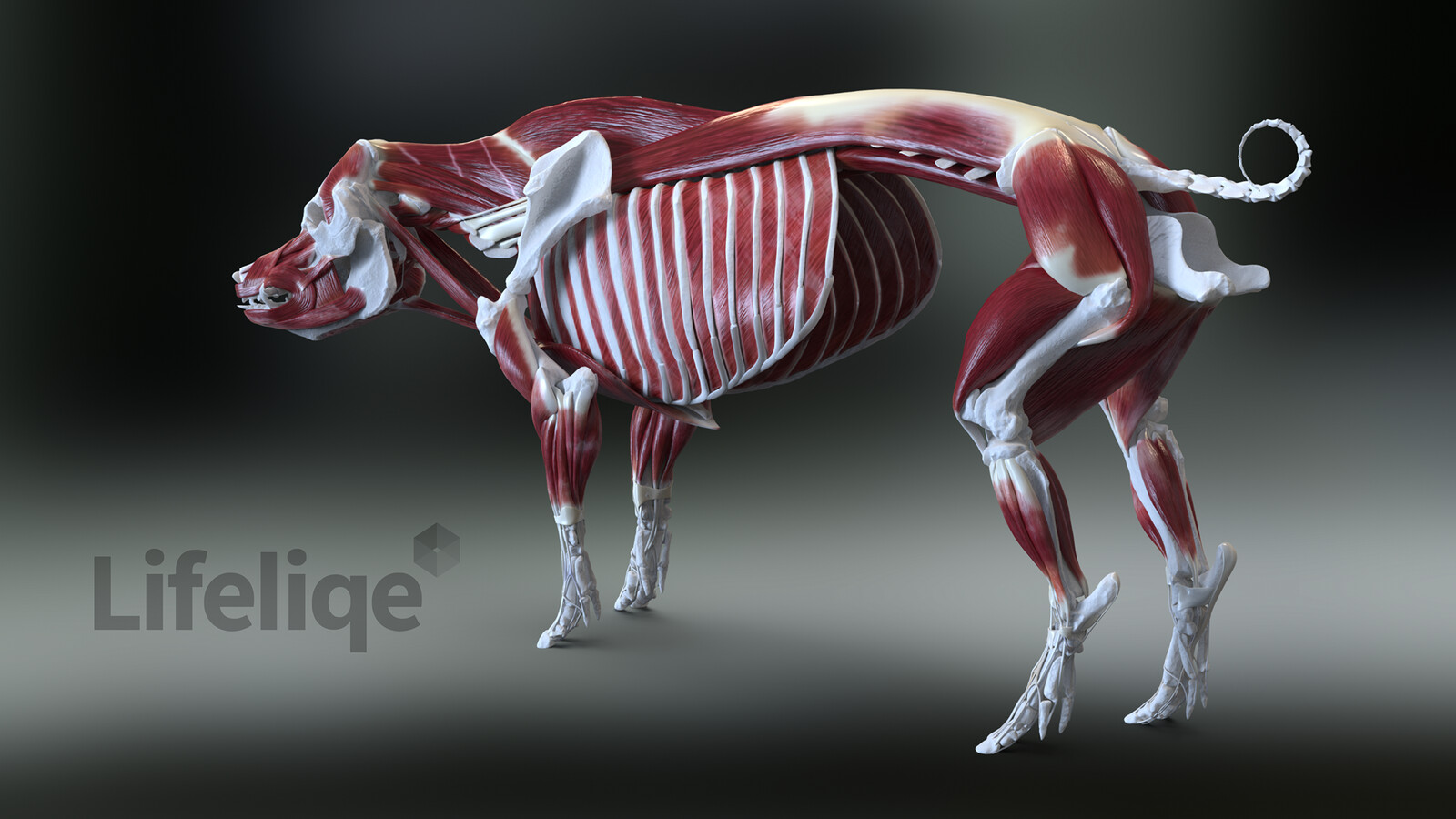 Roman Mrazek - Pig male muscle anatomy