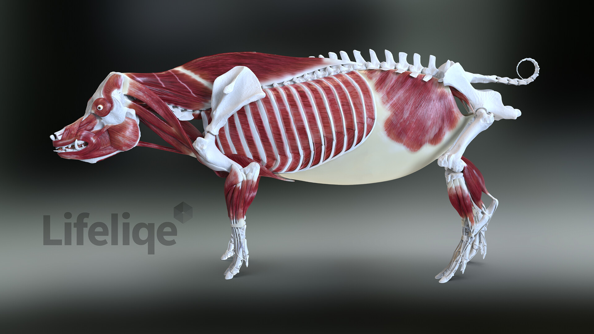 Roman Mrazek - Pig male muscle anatomy