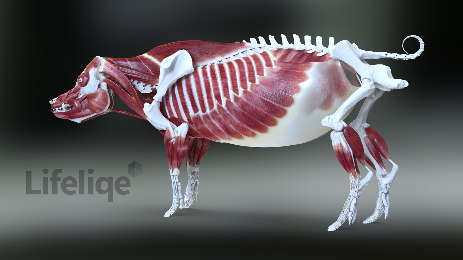 Roman Mrazek - Pig male muscle anatomy