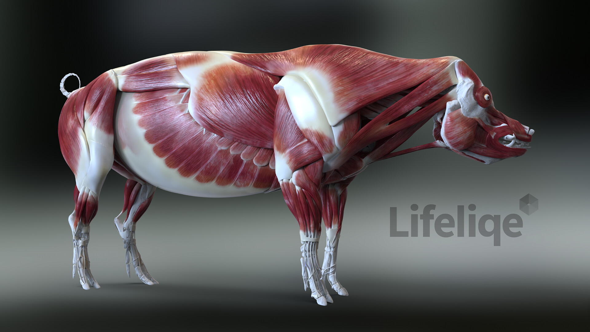 Roman Mrazek - Pig male muscle anatomy