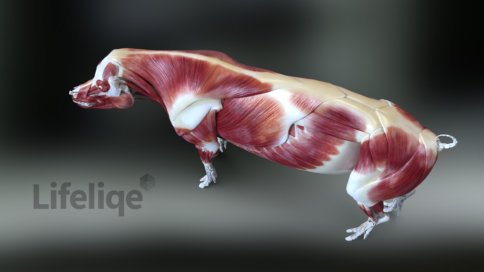 Roman Mrazek - Pig male muscle anatomy