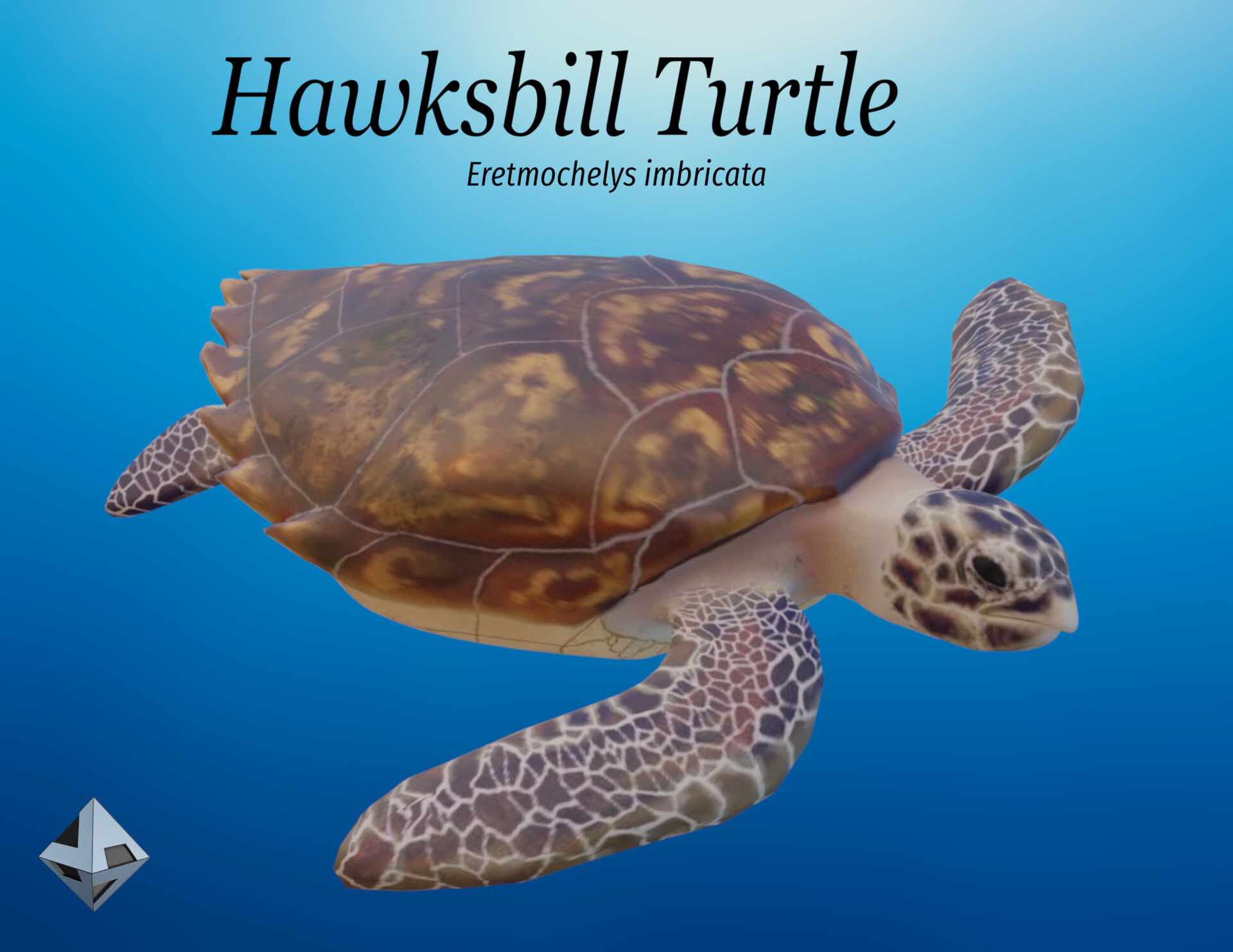 ArtStation - Hawksbill turtle