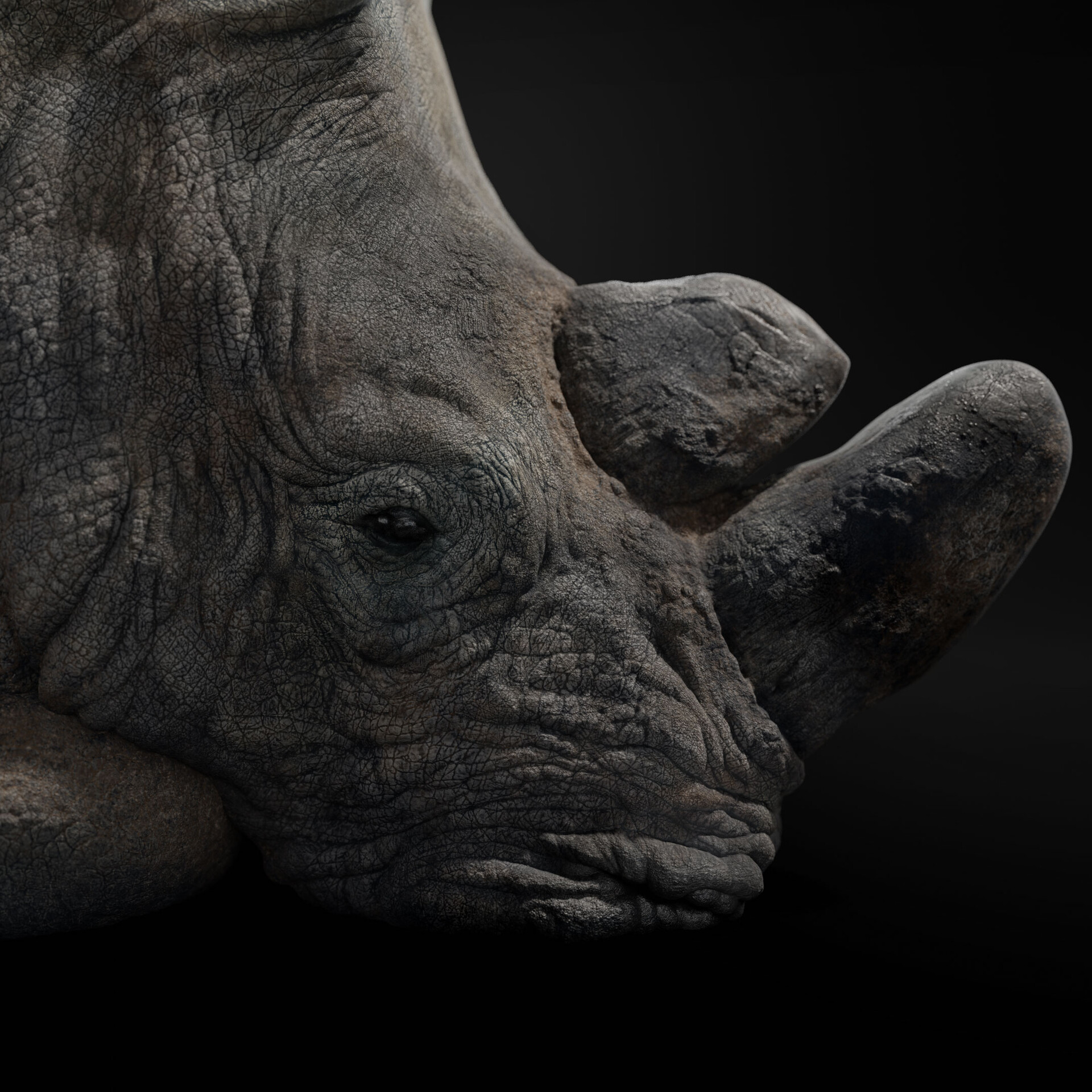 ArtStation - White Rhino "Sudán" 🙏