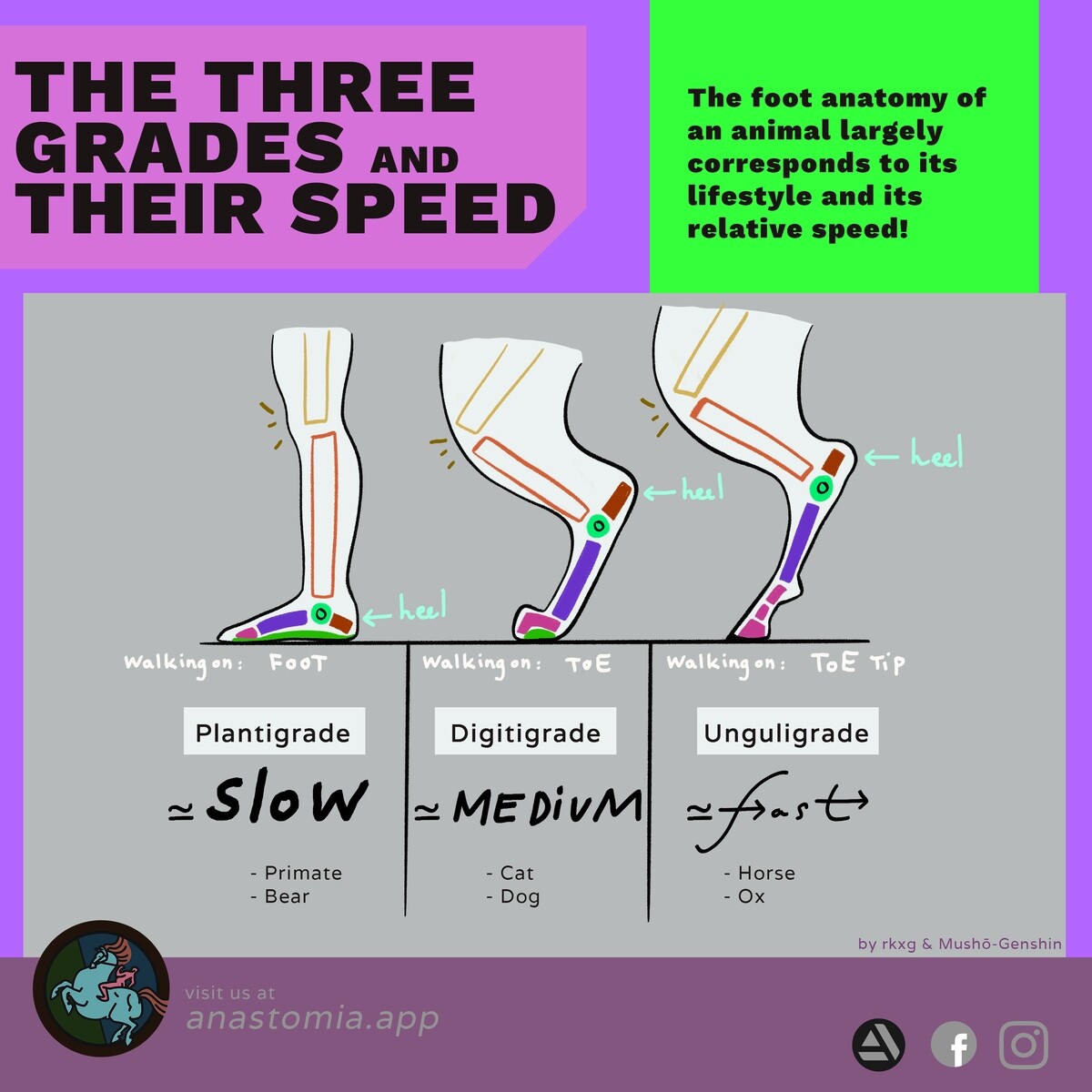 Anastomia App - The Three Grades And Their Speed
