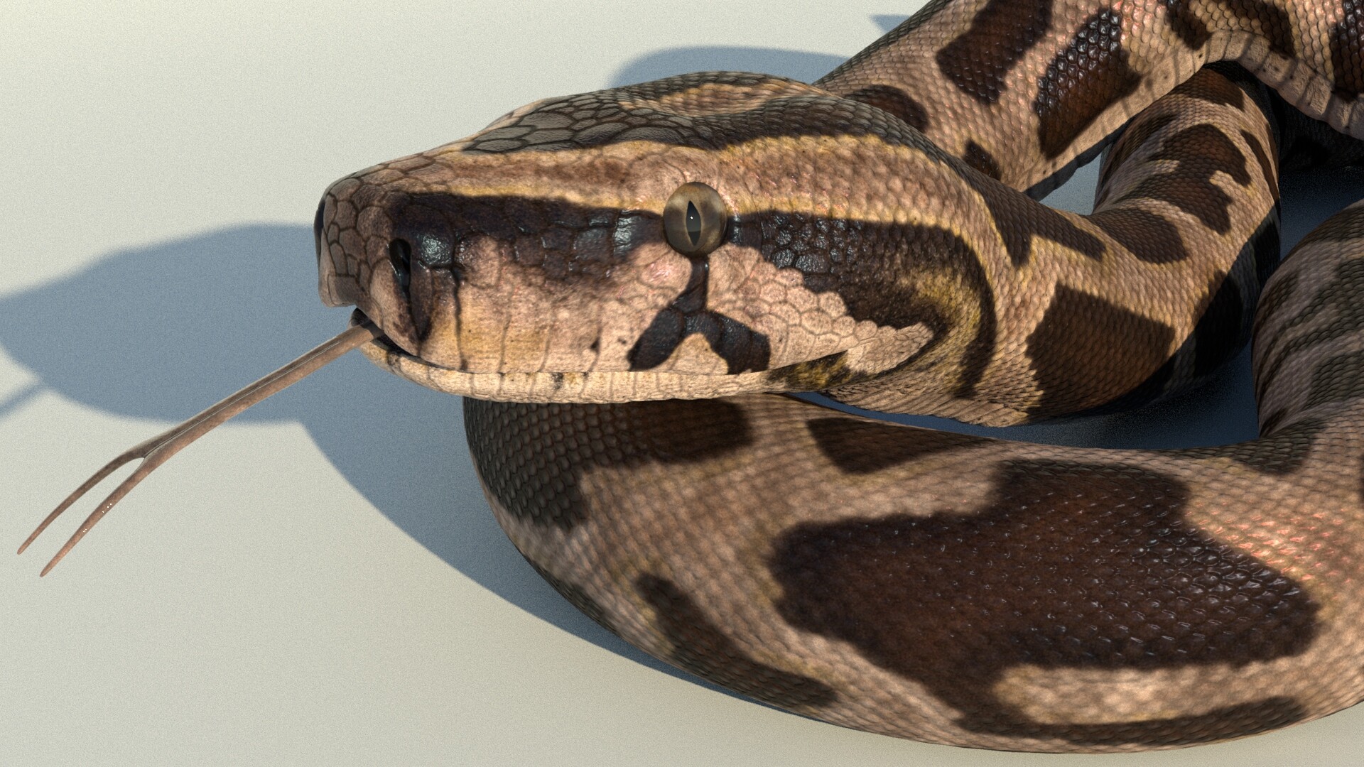 Sara Stefani - Burmese Python Rigged Animated