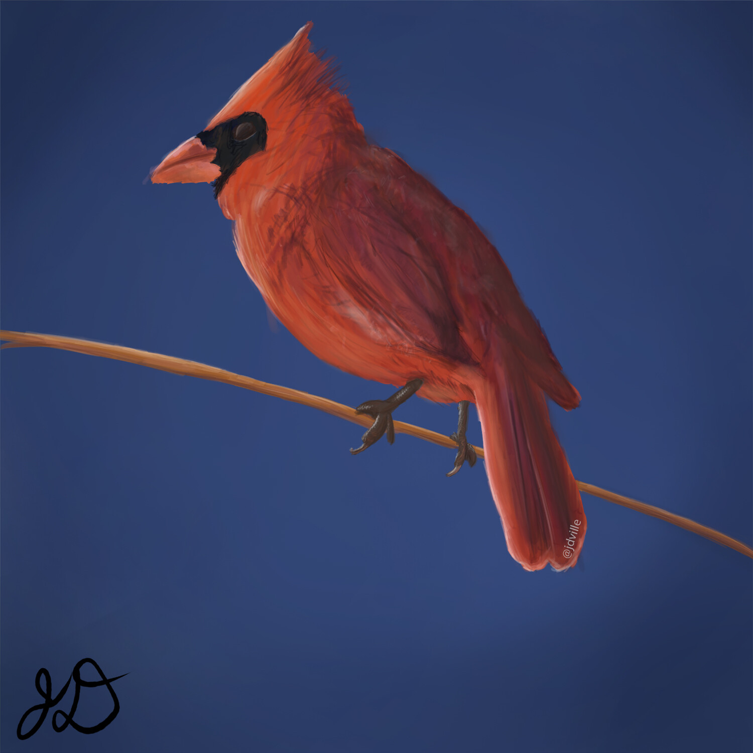 ArtStation - Cardinal study