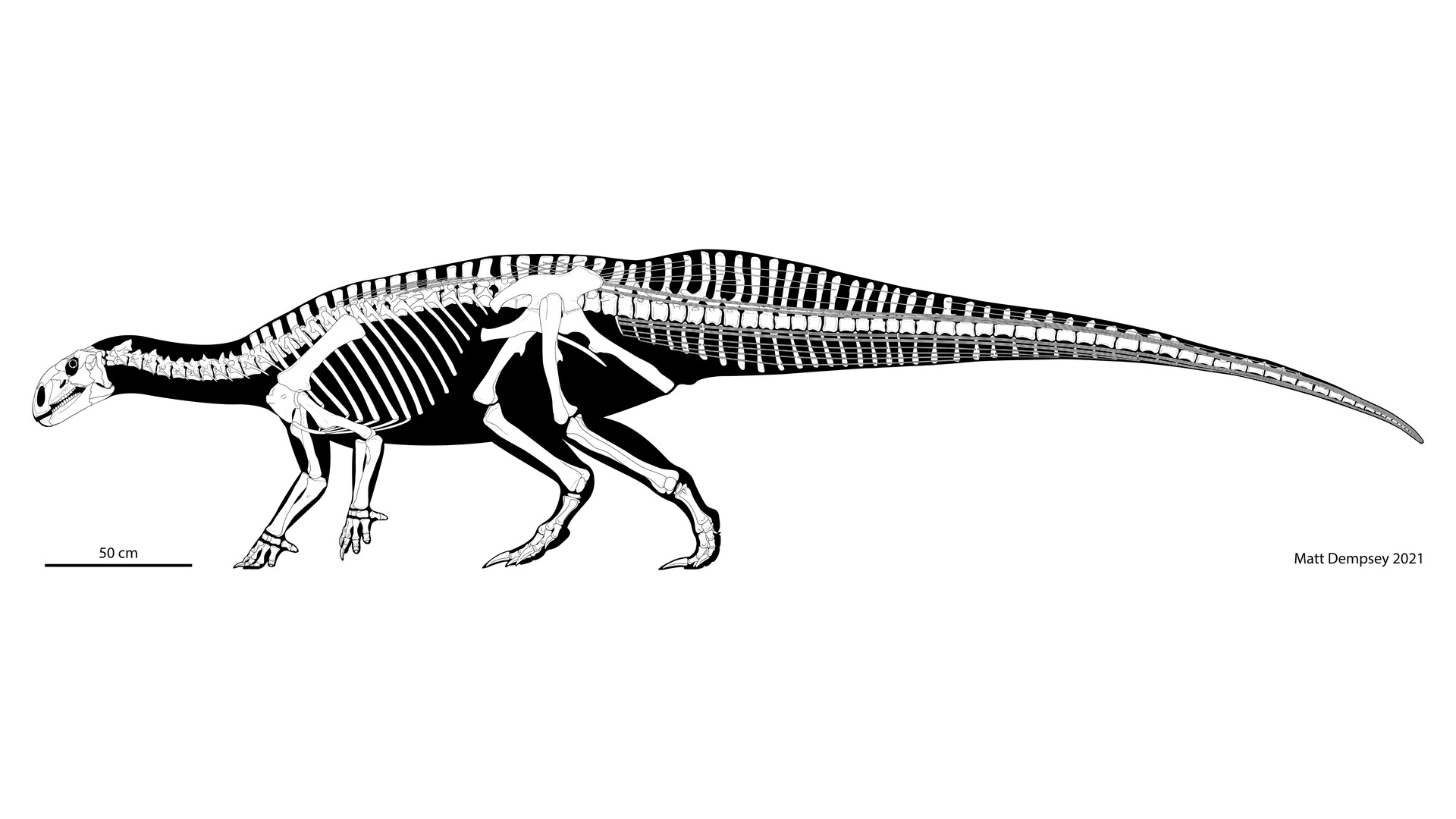ArtStation - Tenontosaurus skeletal reconstruction