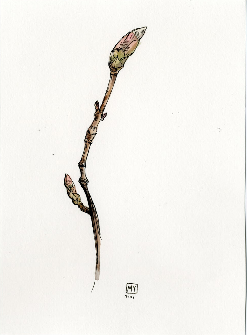 Morgan Knudsen - Leaf bud illustrations