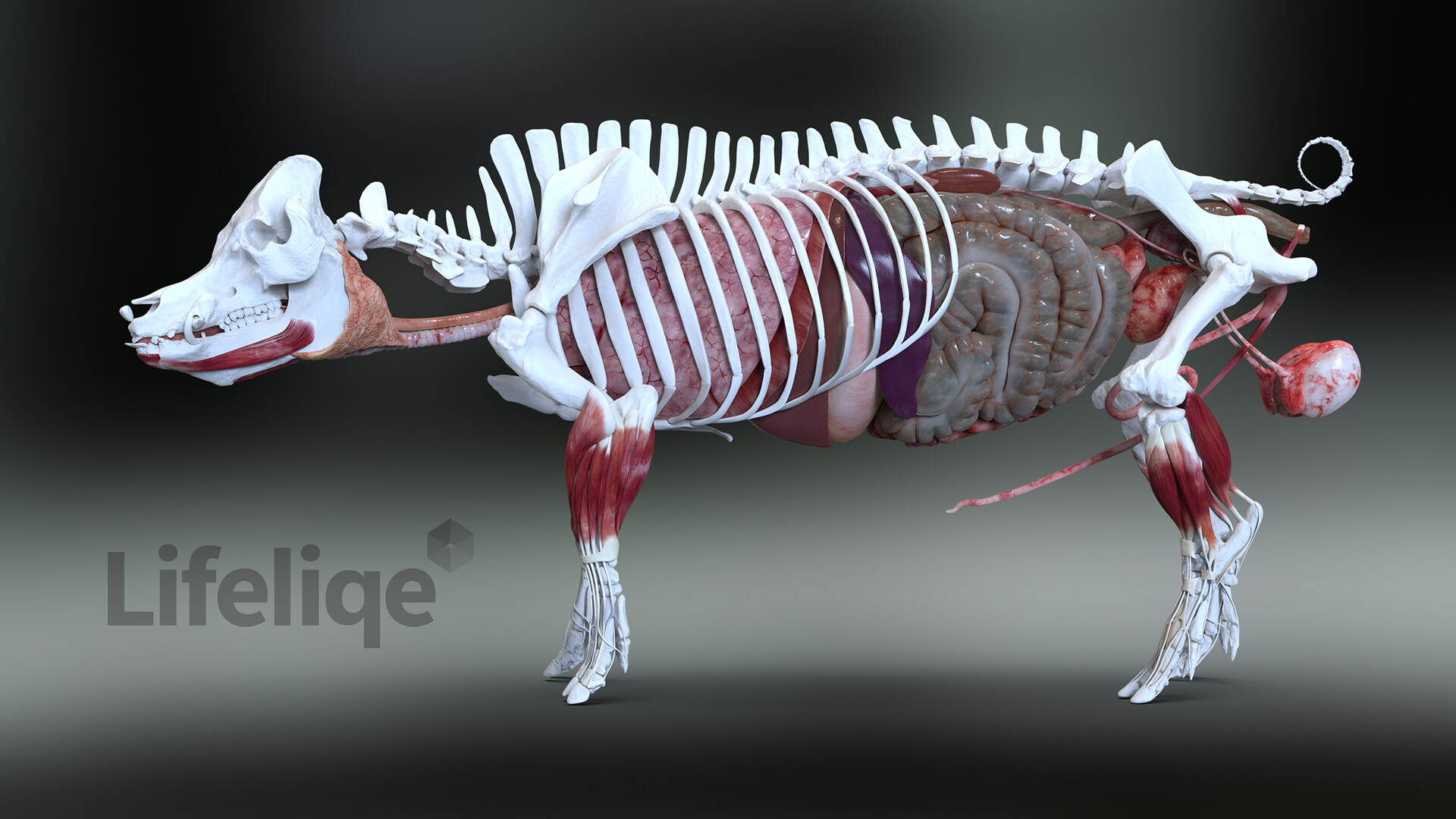 Roman Mrazek - Pig male inner anatomy