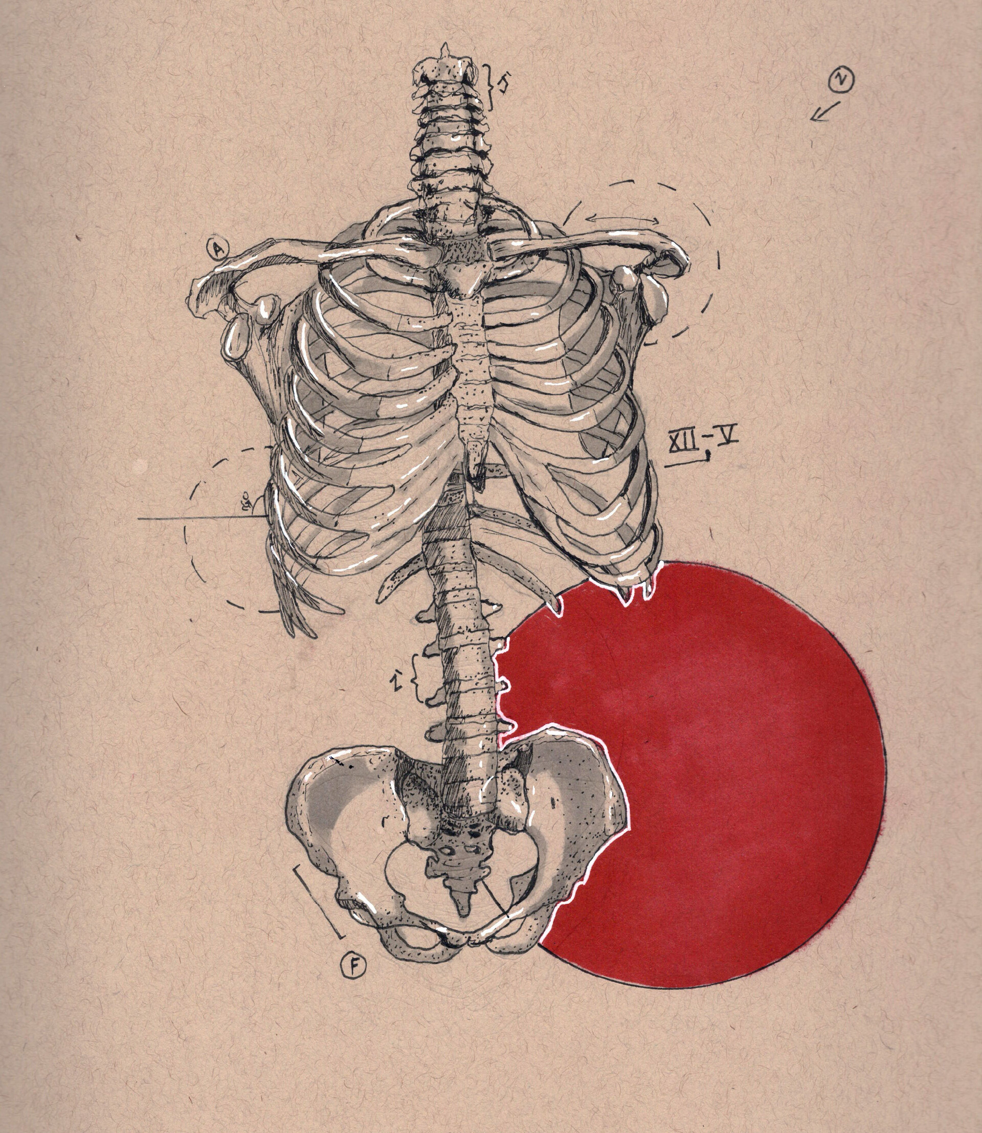 ArtStation - Anatomy