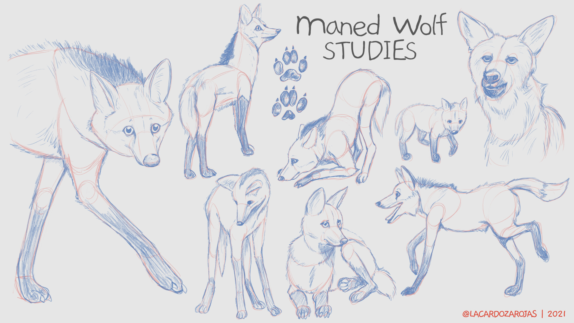ArtStation - Maned Wolf studies