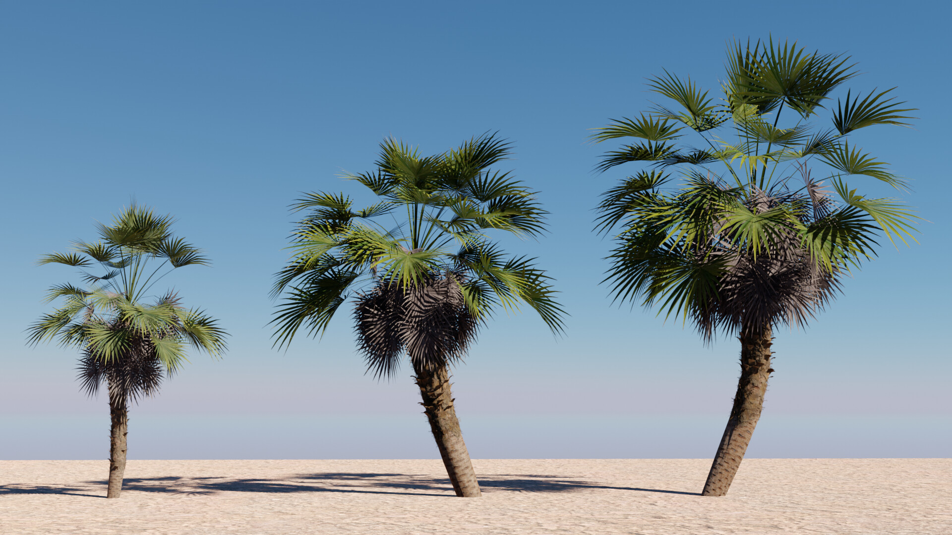 Allan Hermant - Palm_tree_Trachycarpus_fortunei